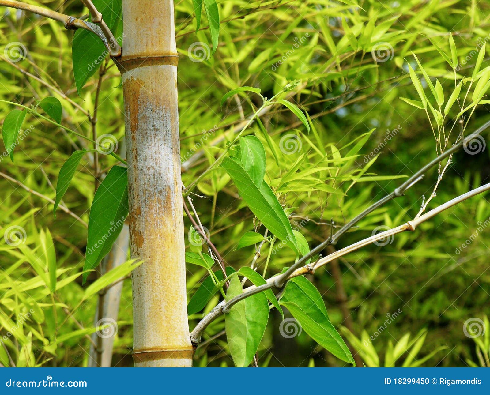 Bamboo branch detail stock photo. Image of vertical, like - 18299450