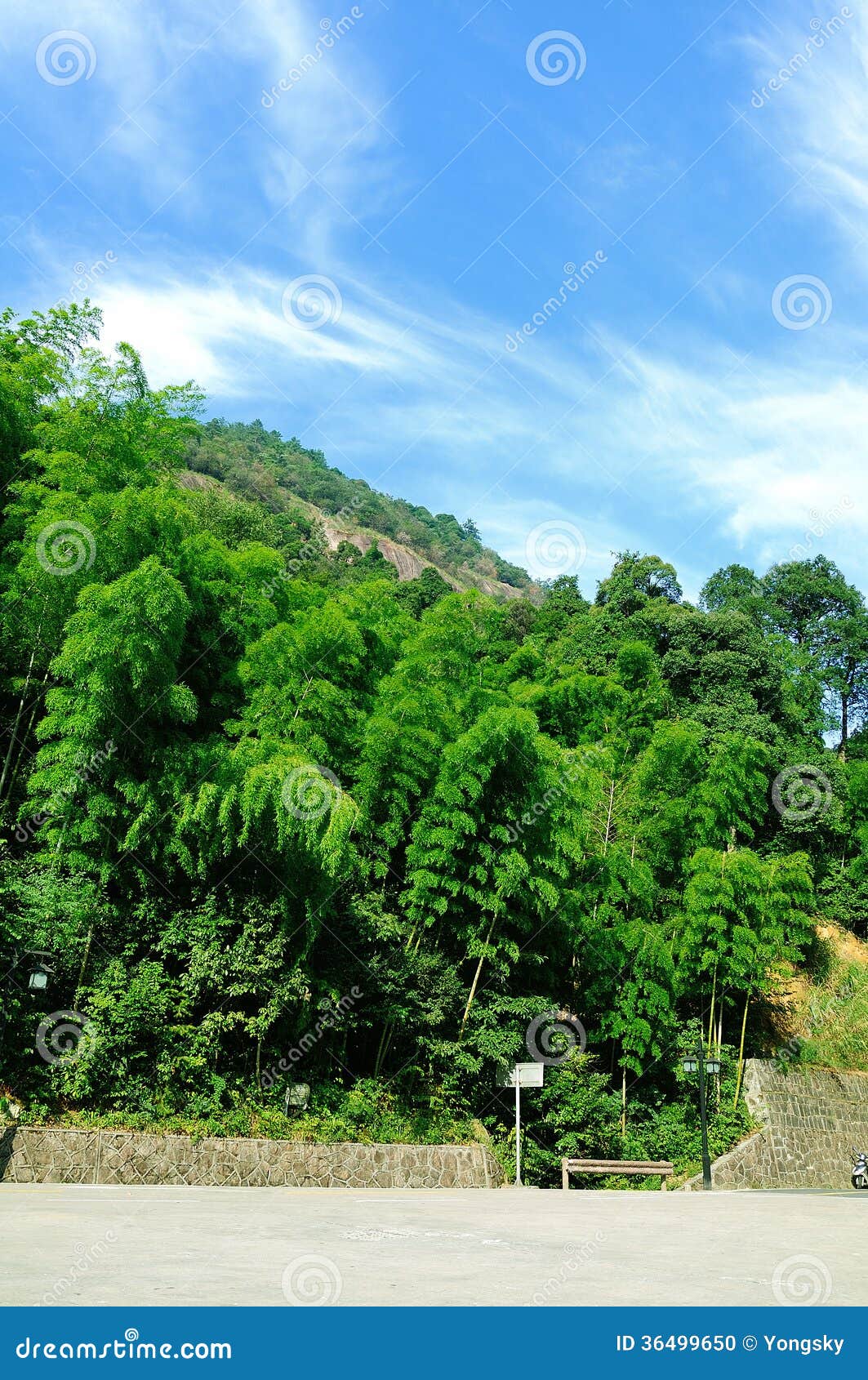 Bamboo Branch in the Forest Stock Photo - Image of green, huangshan ...