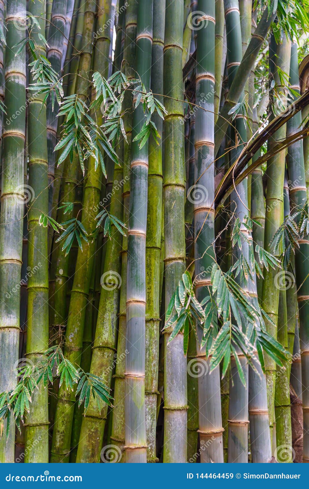 Bamboo Branch in Bamboo Forest, Beautiful Green Nature Background Stock ...