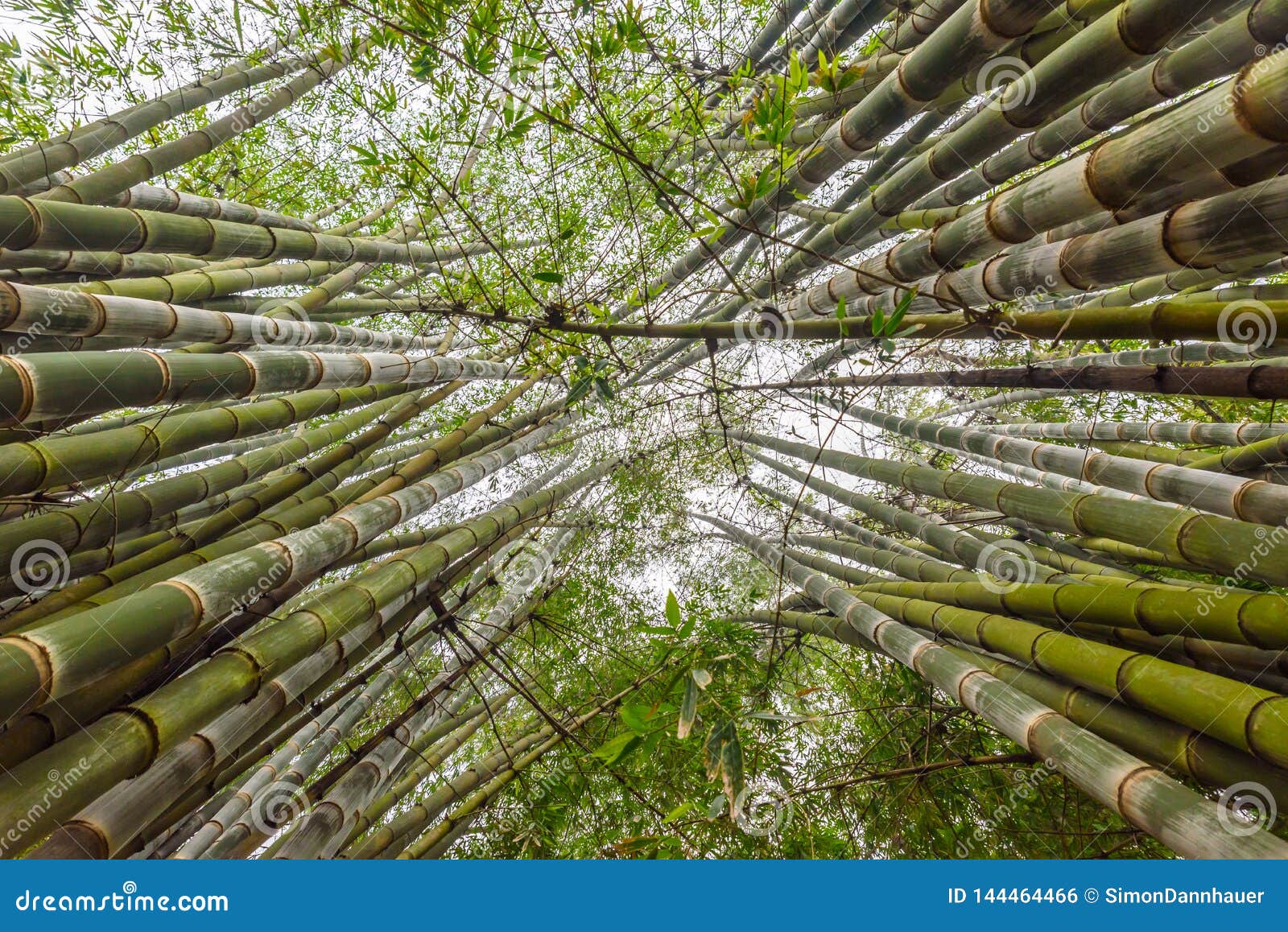 Bamboo Branch in Bamboo Forest, Beautiful Green Nature Background Stock ...