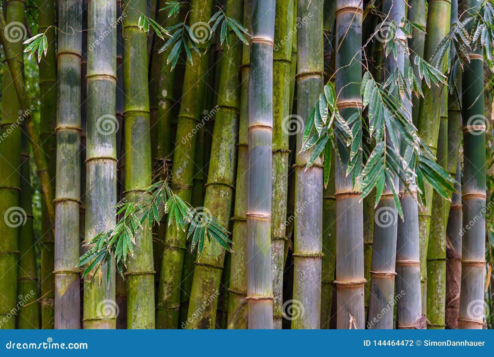 Bamboo Branch in Bamboo Forest, Beautiful Green Nature Background Stock ...