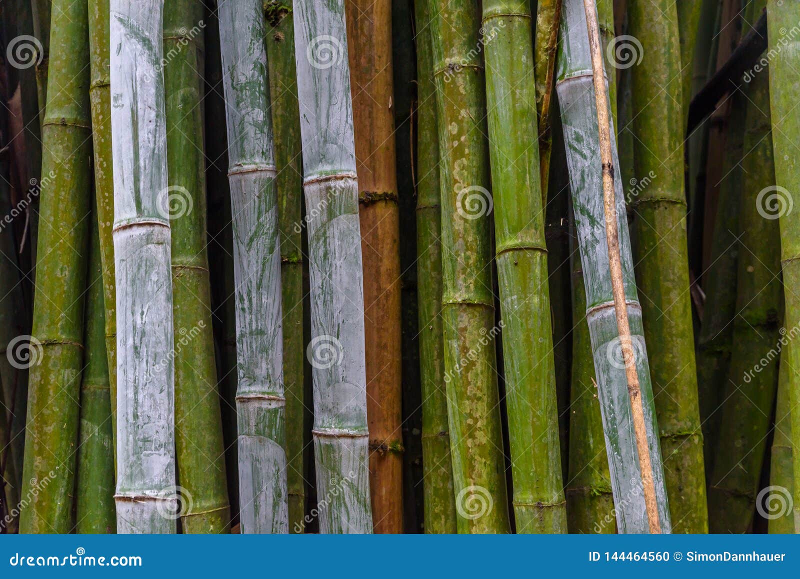 Bamboo Branch in Bamboo Forest, Beautiful Green Nature Background Stock ...