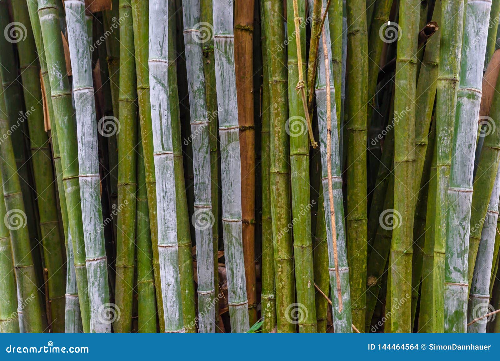 Bamboo Branch in Bamboo Forest, Beautiful Green Nature Background Stock ...