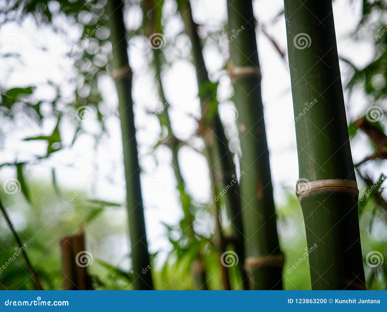 Bamboo Branch in Bamboo Forest. Stock Photo - Image of people, purity ...
