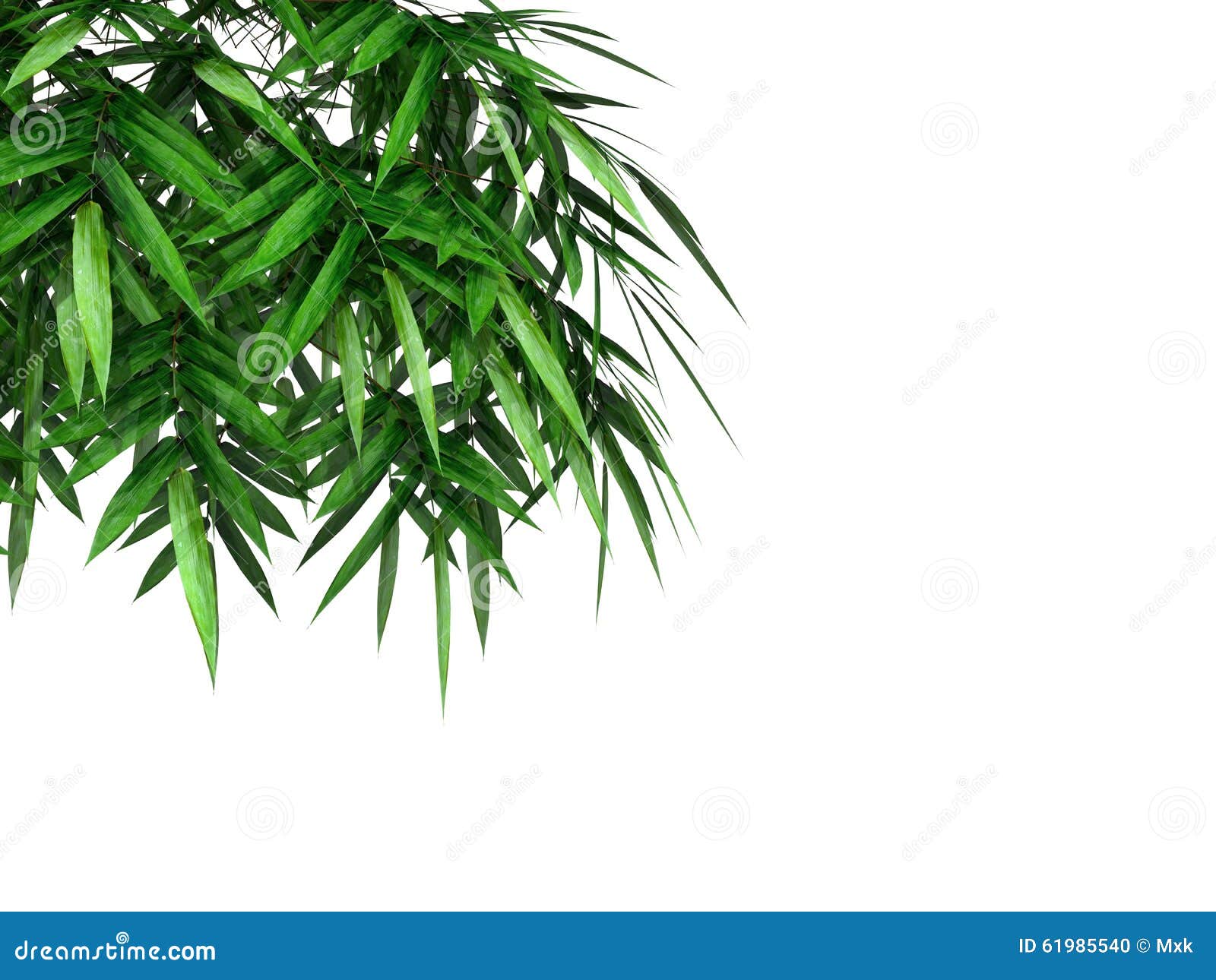 Bamboo branch stock photo. Image of plant, cluster, green - 61985540