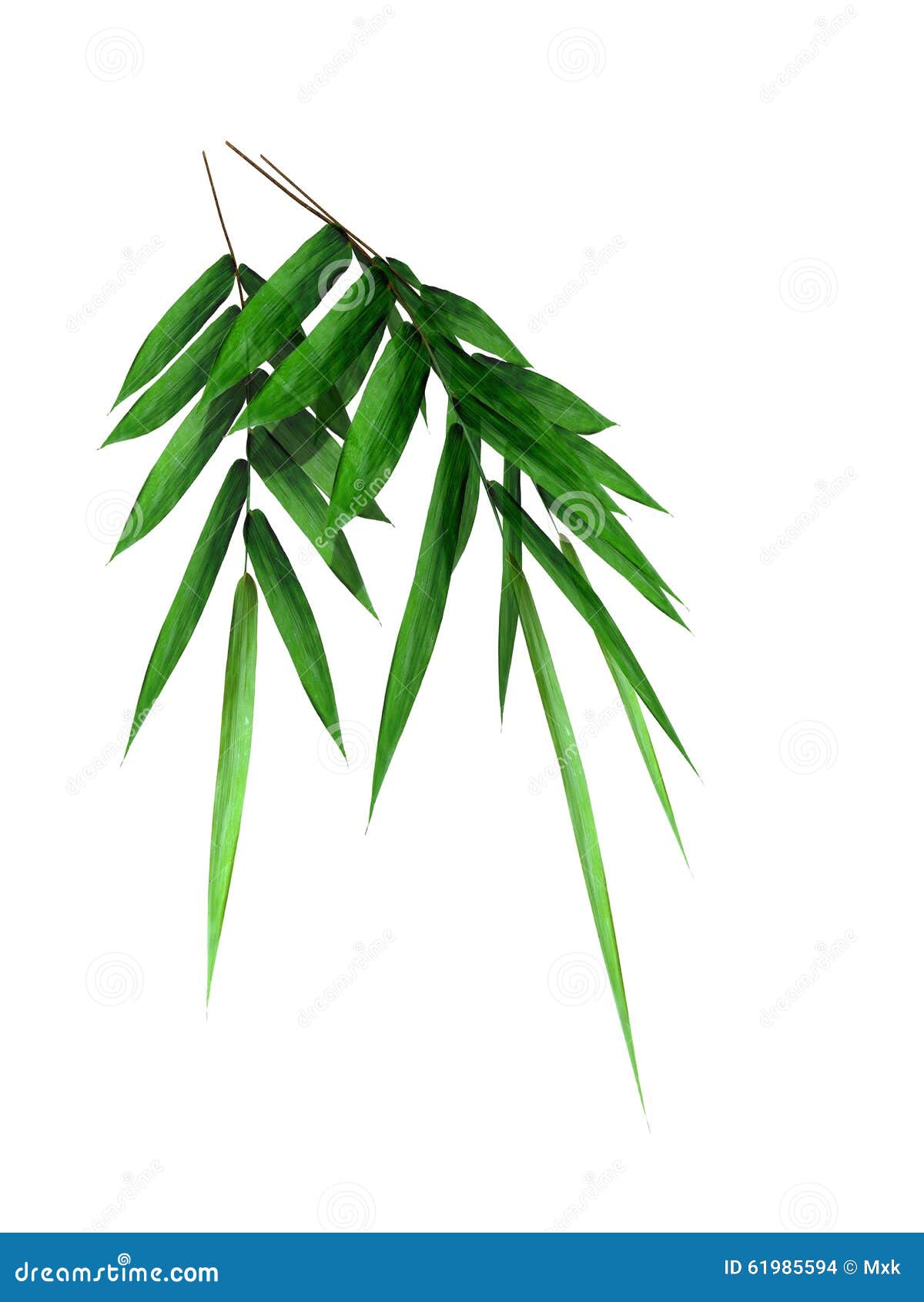 Bamboo branch stock photo. Image of leaf, branch, plant - 61985594