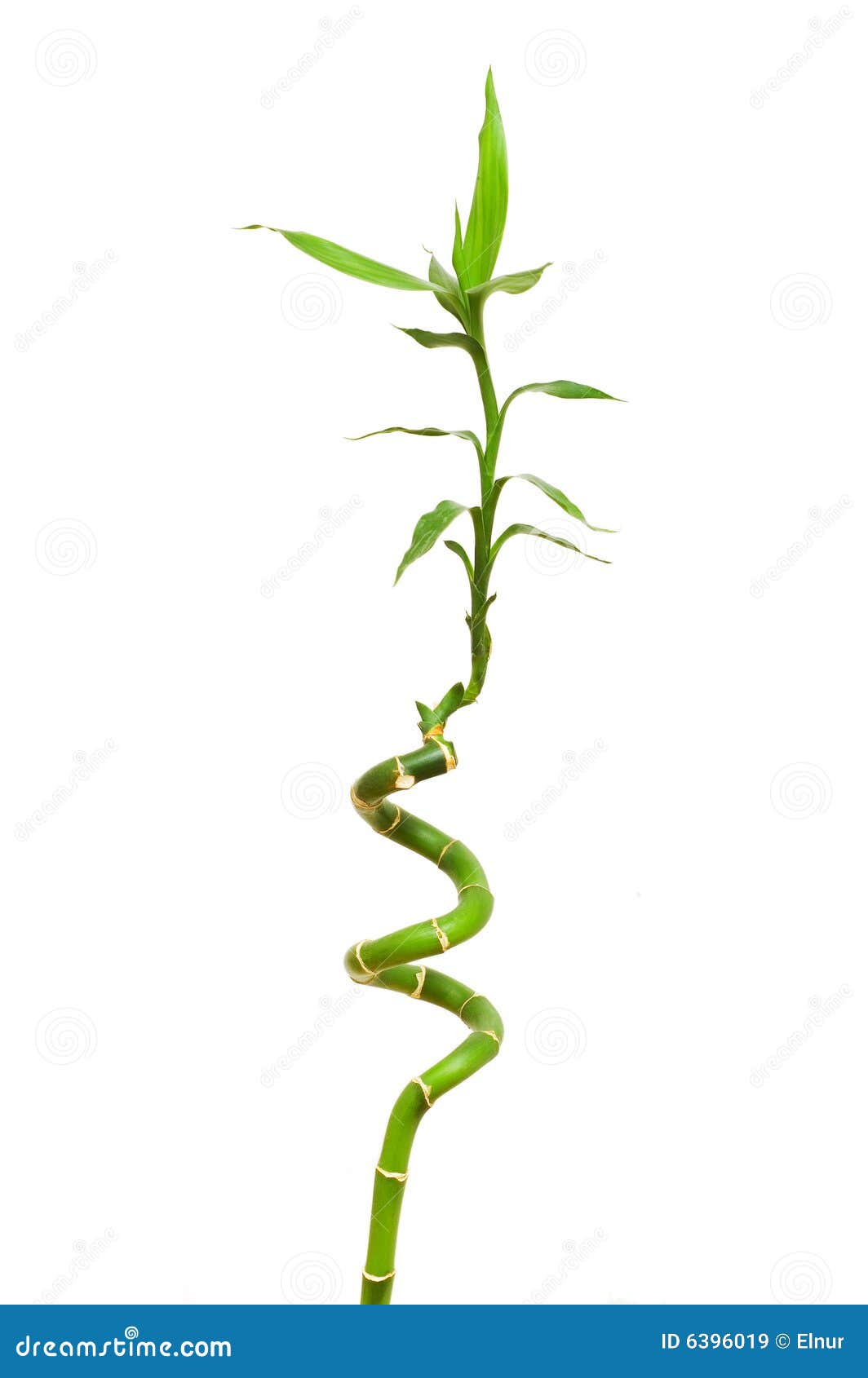 Bamboo branch isolated stock image. Image of stem, leaf - 6396019