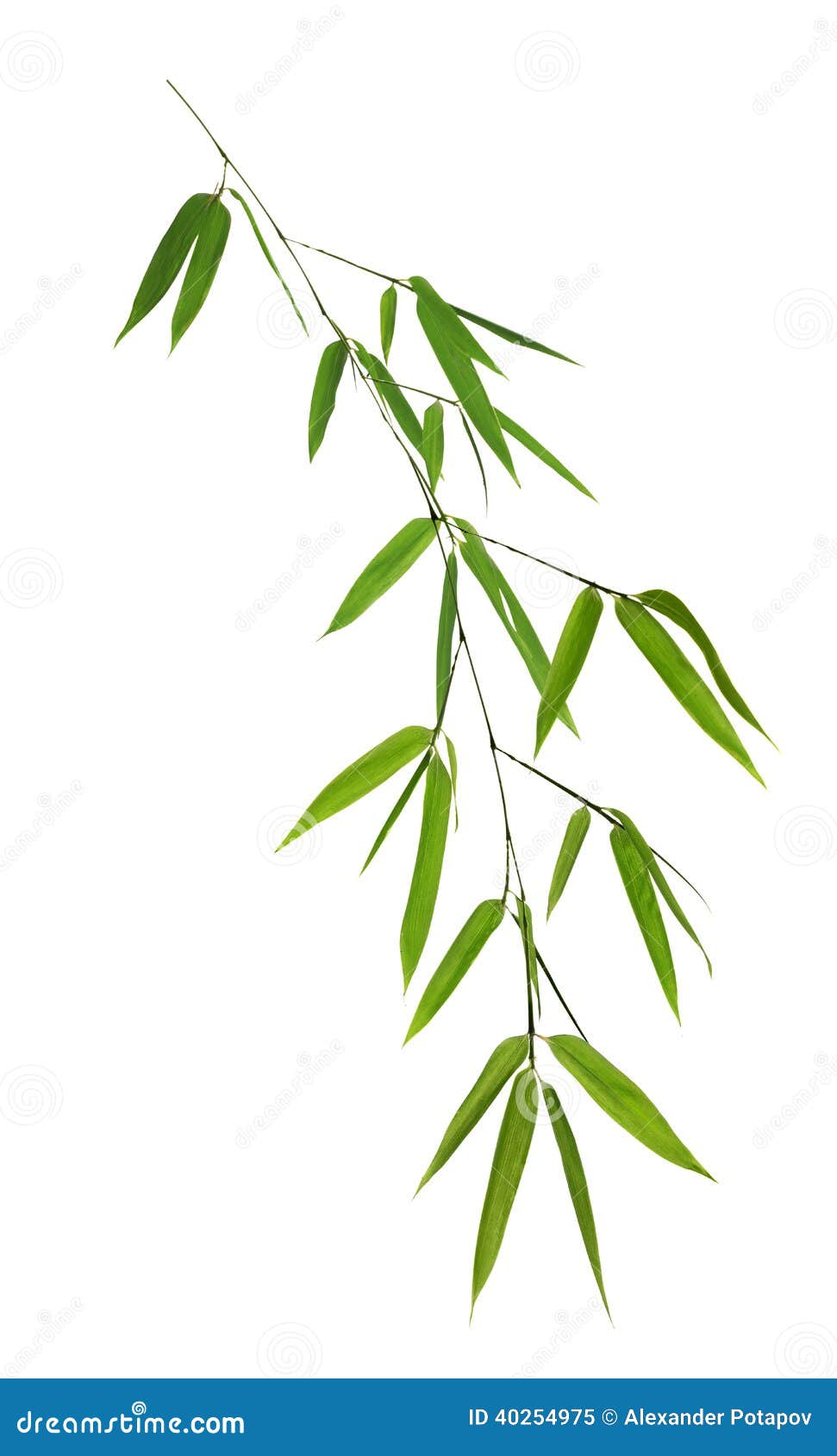 Bamboo Branch with Leaves on White Stock Image - Image of frond, copy ...
