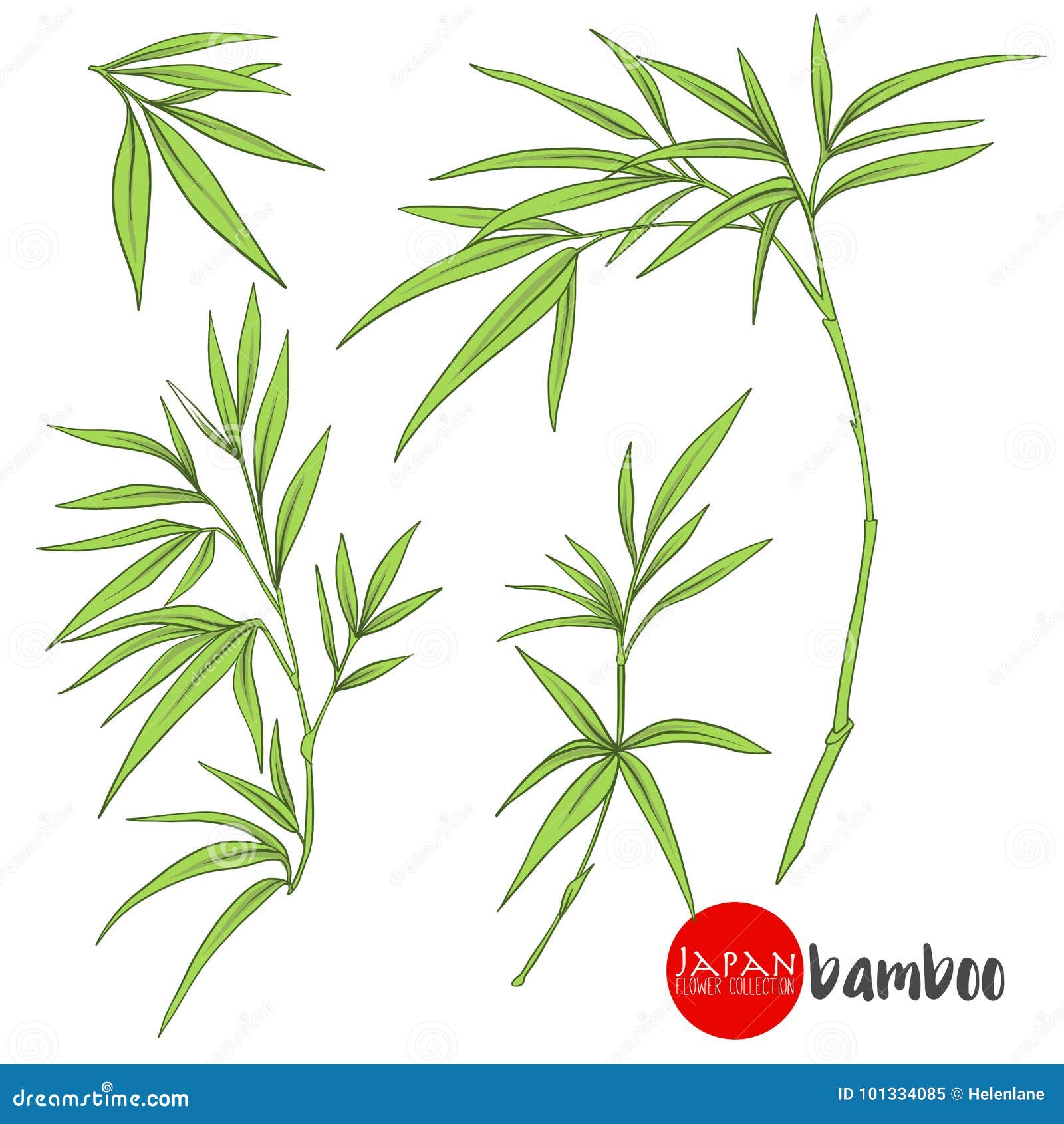 Bamboo Branch. Stock Vector Illustration Botanic Flowers. Stock Vector ...