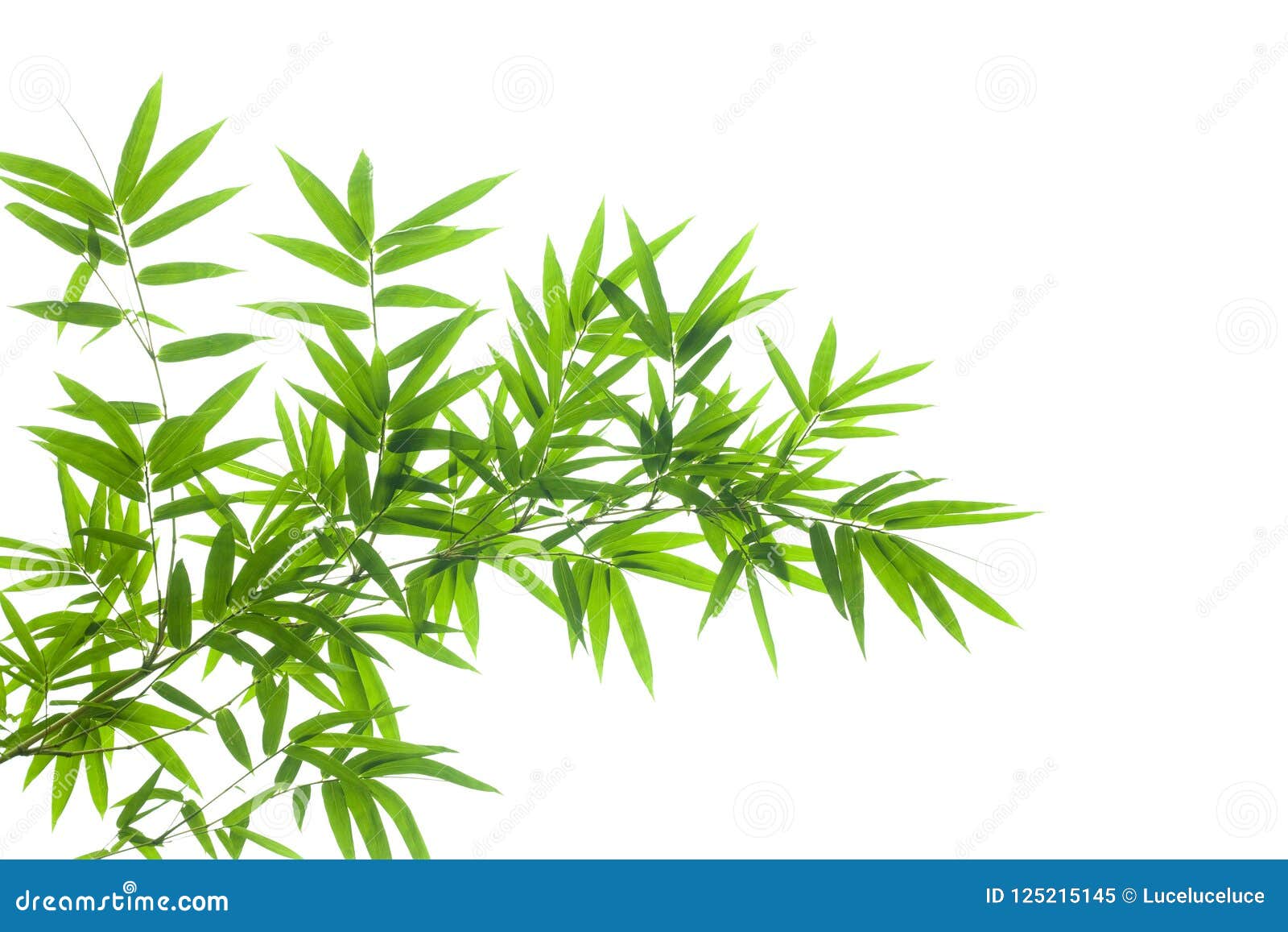 Bamboo Branch on White Background Stock Image - Image of detail, china ...