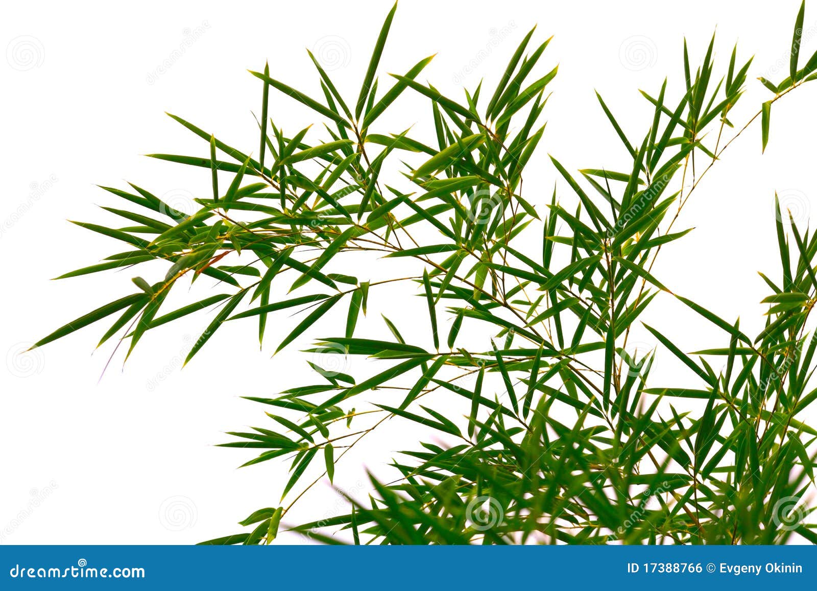 Bamboo branches stock photo. Image of beauty, culture - 17388766