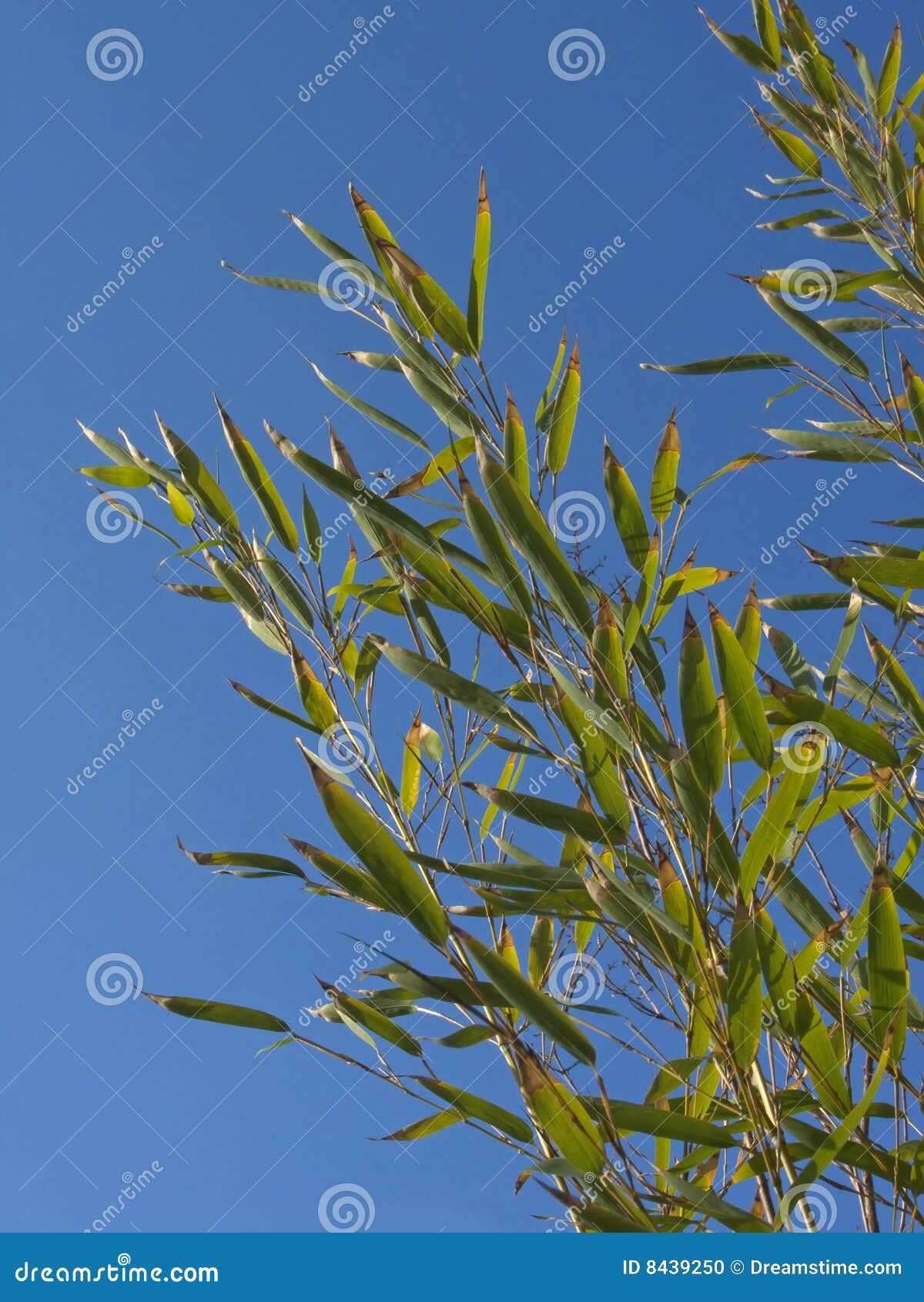 Bamboo branches stock photo. Image of leafs, nature, botanical - 8439250