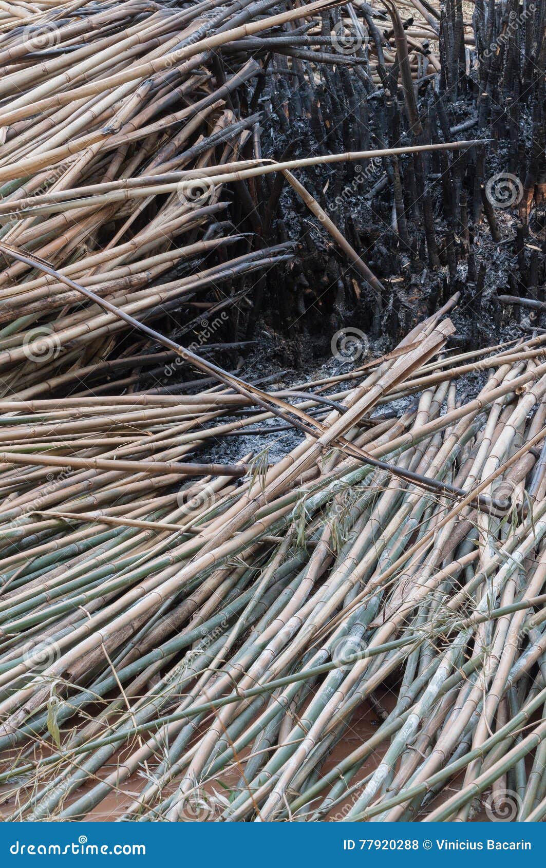 Bamboo Branches Fallen after Burned Stock Photo - Image of tree, sharp ...