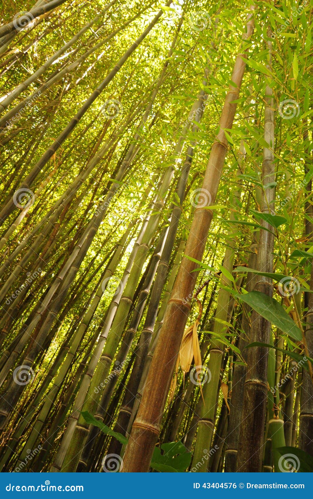 Bamboo branches stock photo. Image of china, panda, amazon - 43404576