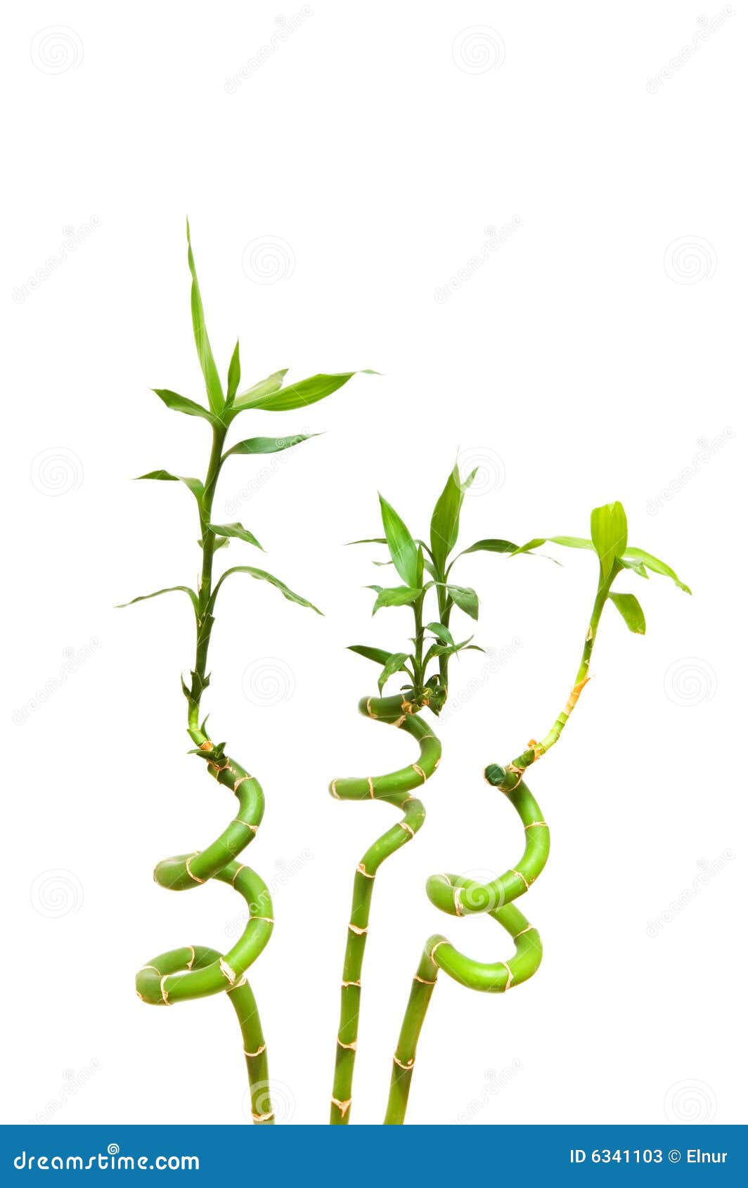 Bamboo branches isolated stock image. Image of branch - 6341103