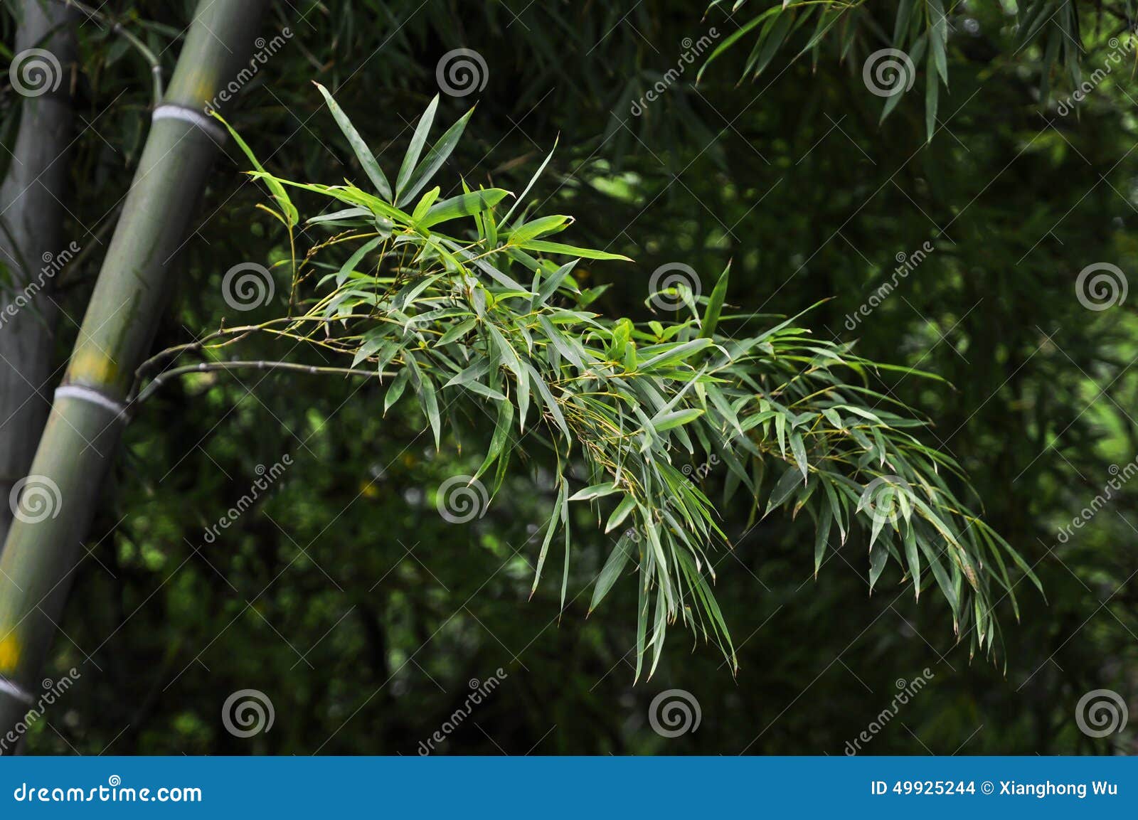 Bamboo Branches in Sunshine Stock Photo - Image of beauty, calm: 49925244