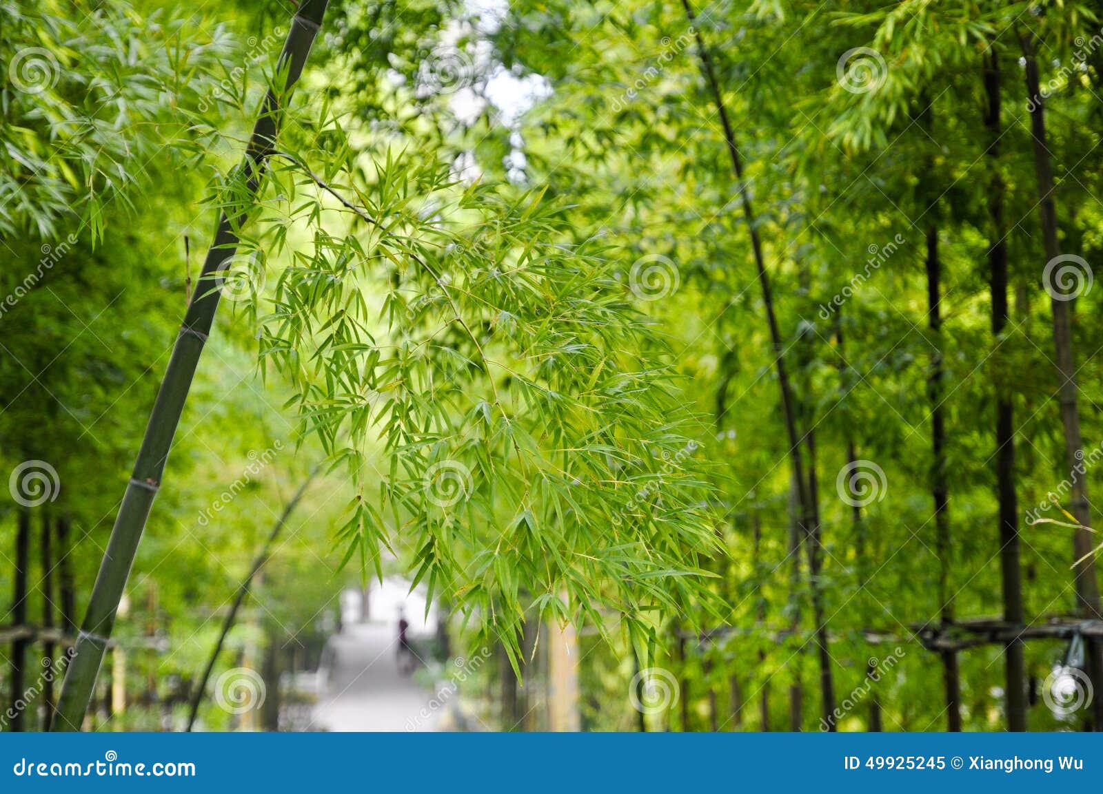 Bamboo Branches in Sunshine Stock Image - Image of bamboo, calming ...