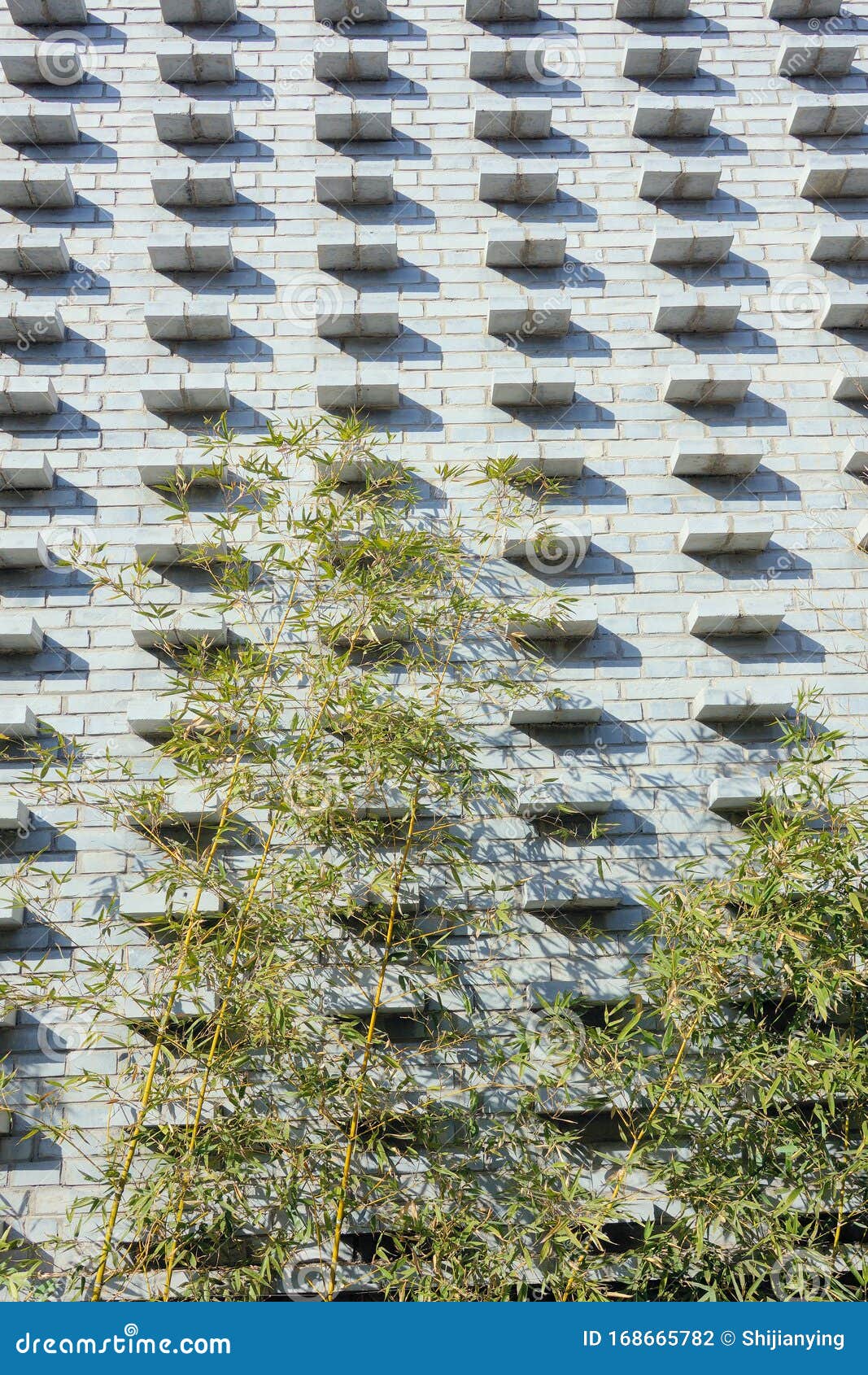 Bamboo and brick wall stock photo. Image of leaf, growing - 168665782