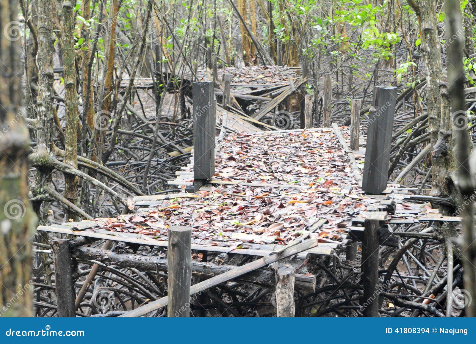 Bamboo bridge collapsed stock photo. Image of path, board - 41808394