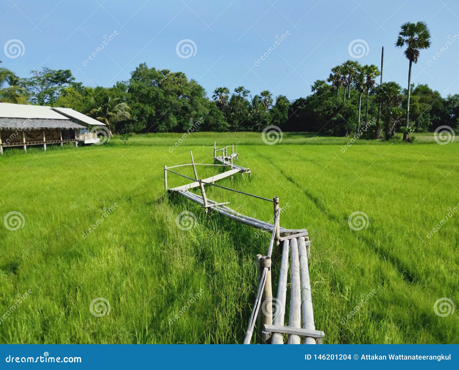 Bamboo Bridge in the Middle of Fields Stock Photo - Image of rice ...