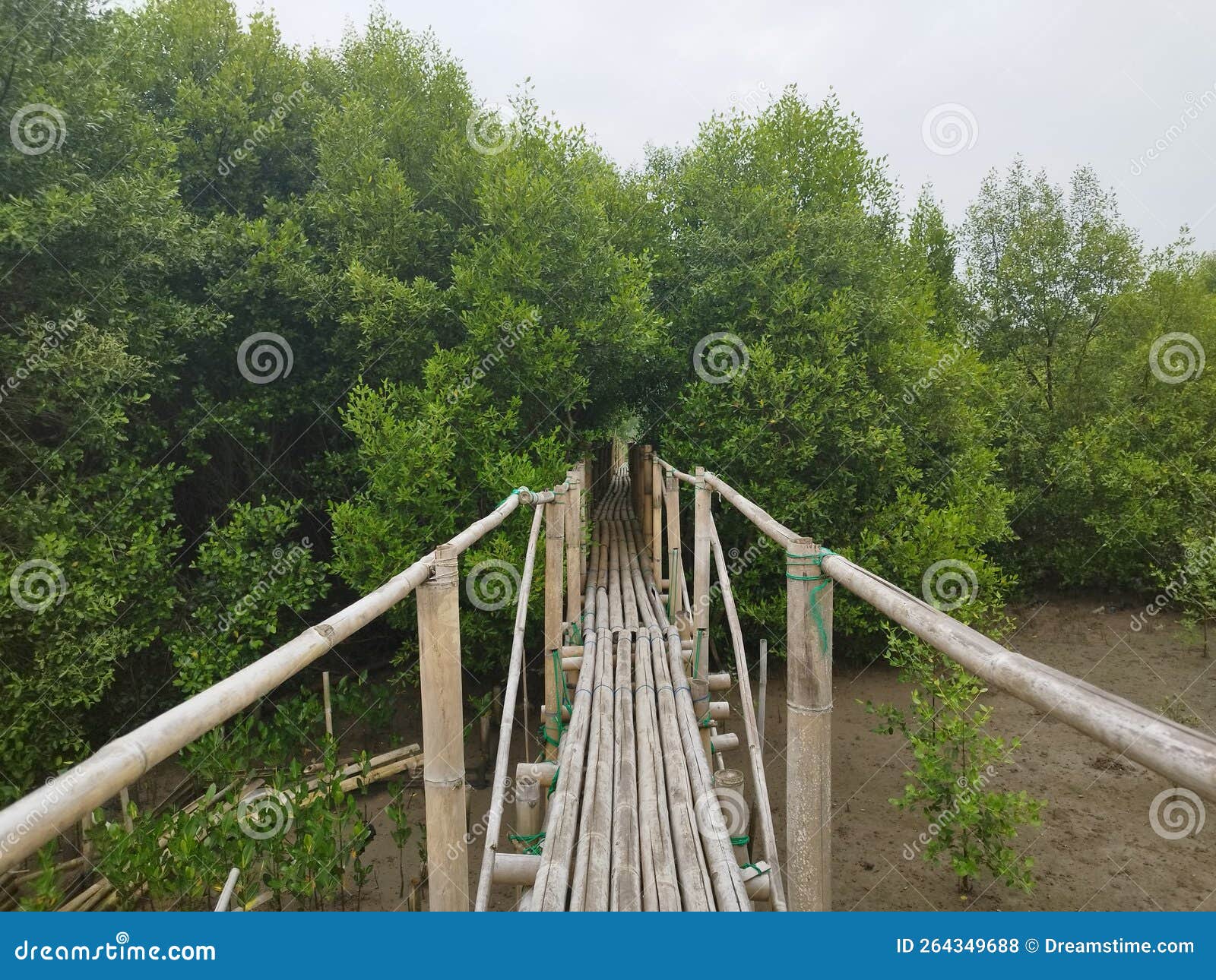 Bamboo Bridge in the Middle of a Mangrove Forest Stock Photo - Image of ...