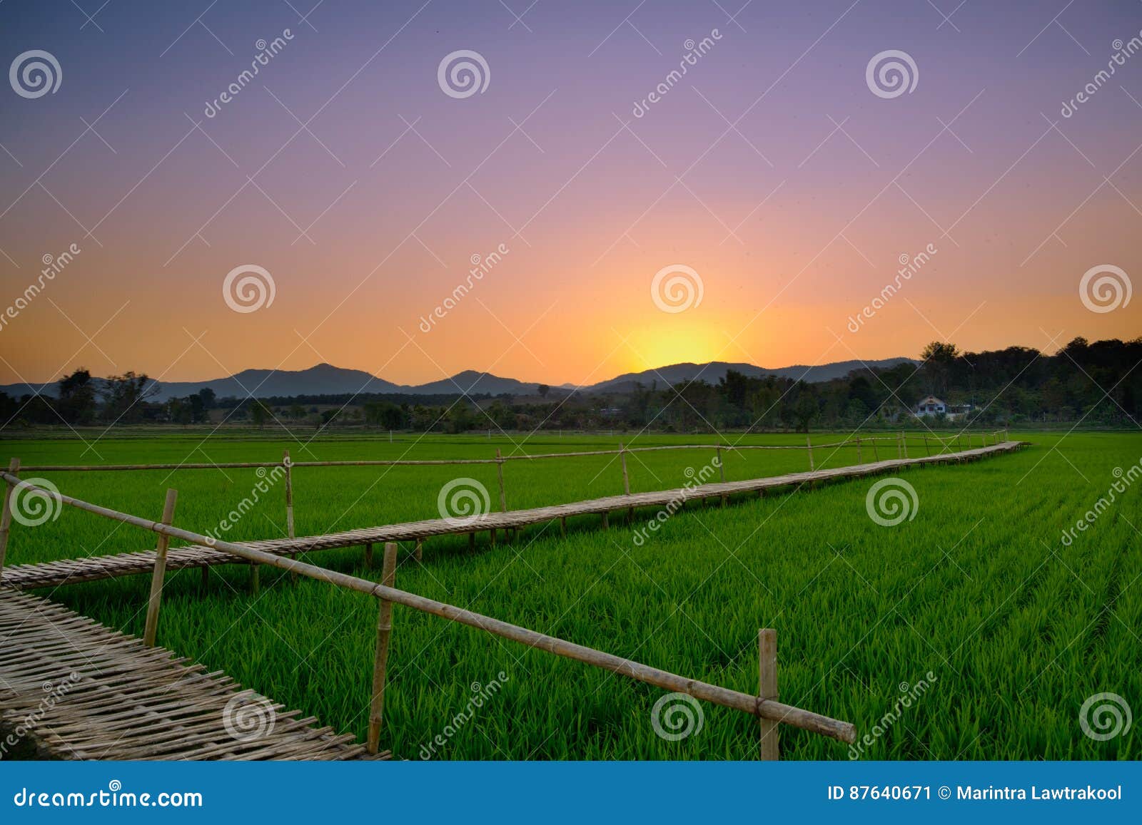 Bamboo Bridge in Paddy Fields, Sunset Stock Image - Image of meadow ...