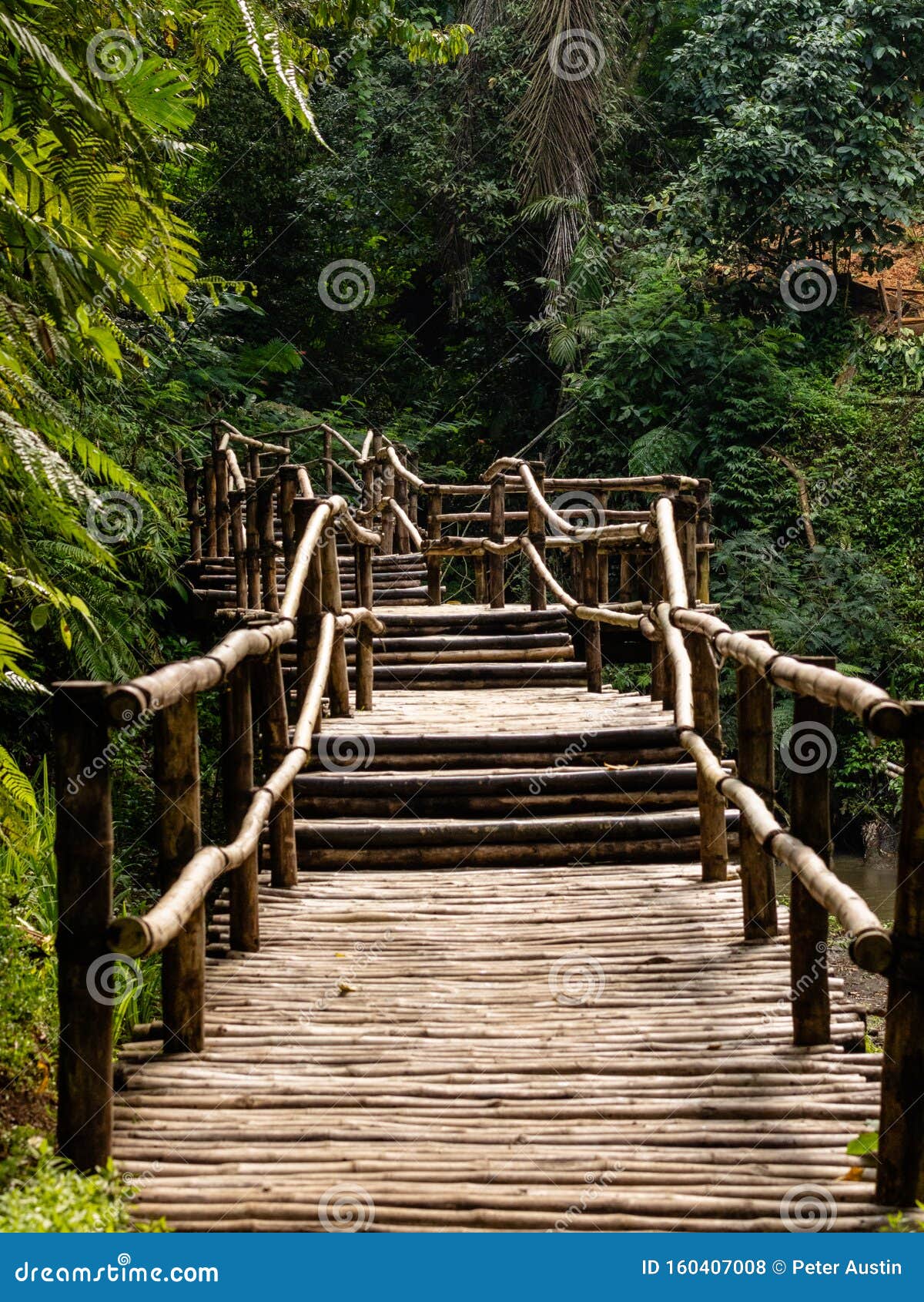 A Bamboo Bridge in a Tropical Forest Stock Photo - Image of daytime ...