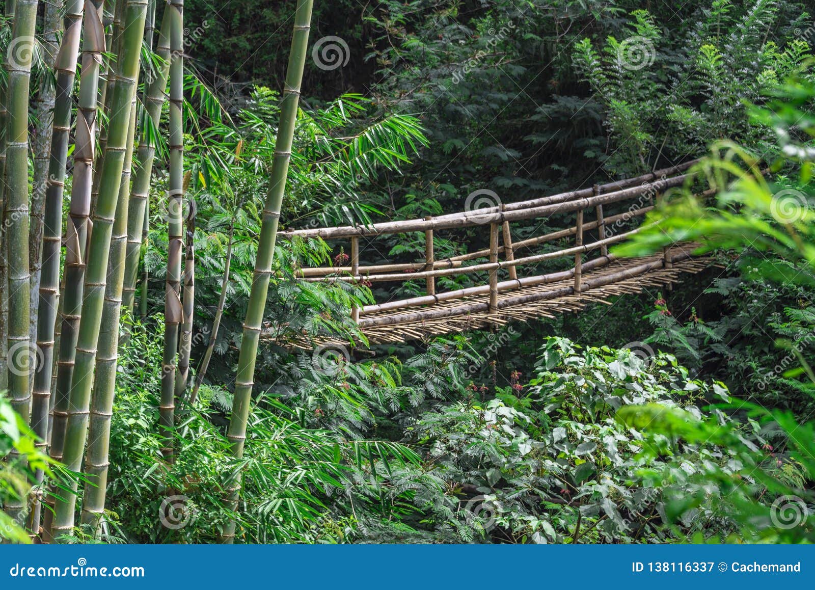 Bamboo Bridge in the Jungle Stock Image - Image of landscape, nature ...