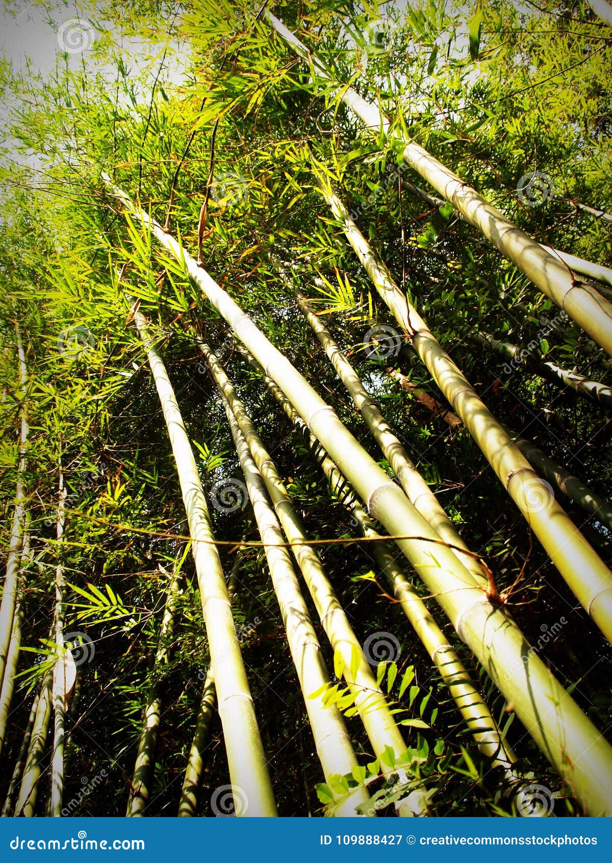 Bamboo, Bright, Color Picture. Image: 109888427