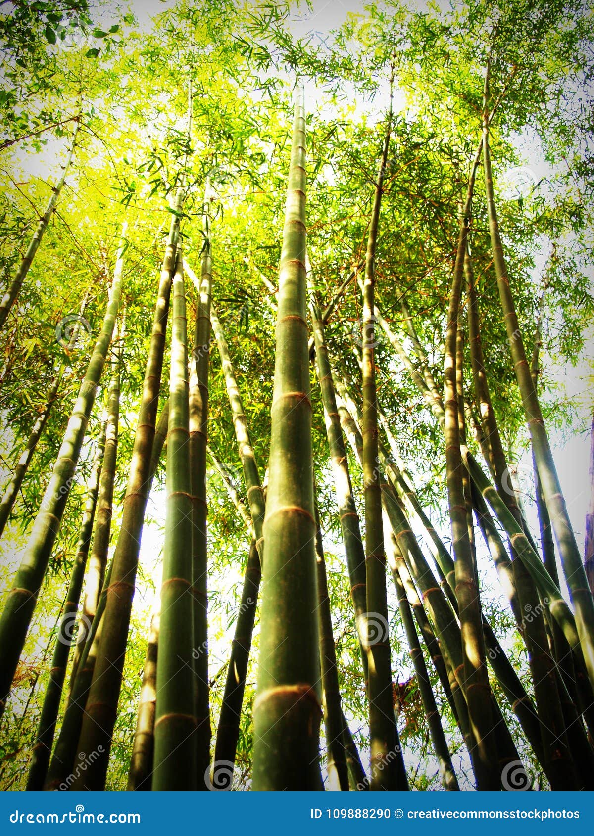Bamboo, Bright, Colors Picture. Image: 109888290
