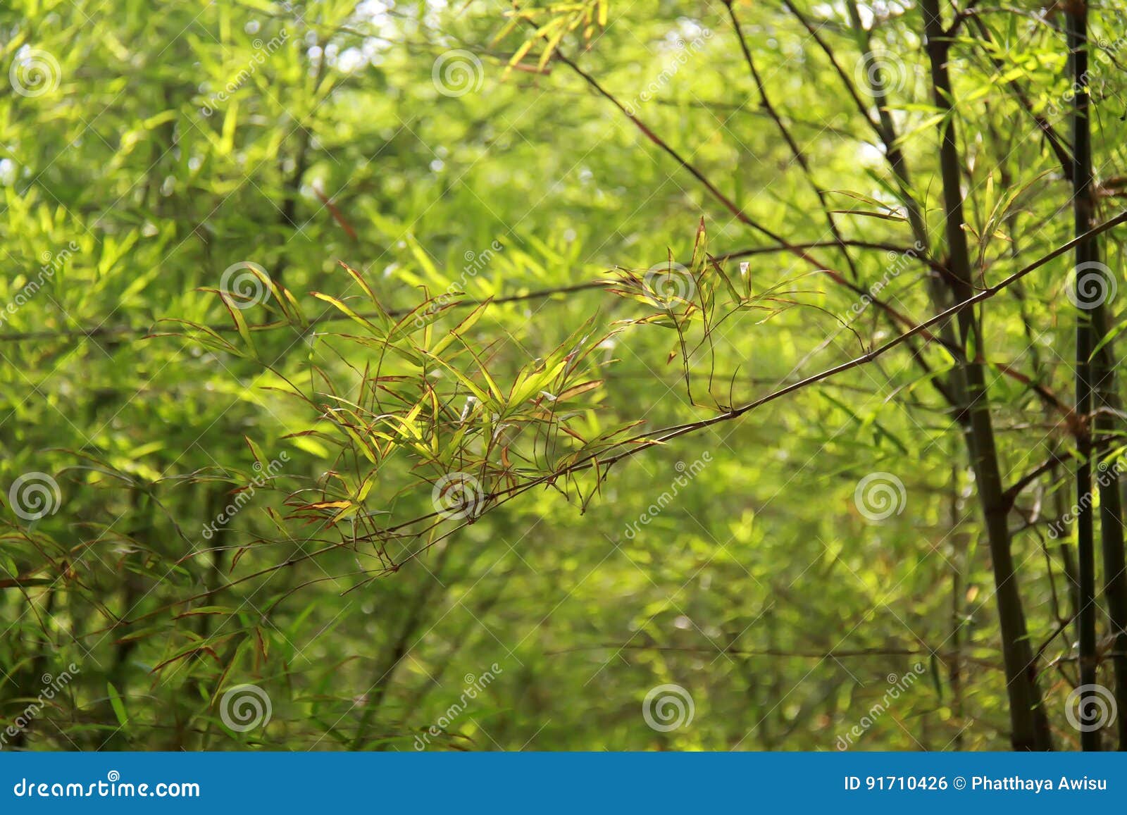 Bamboo stock photo. Image of texture, tropical, beautiful - 91710426