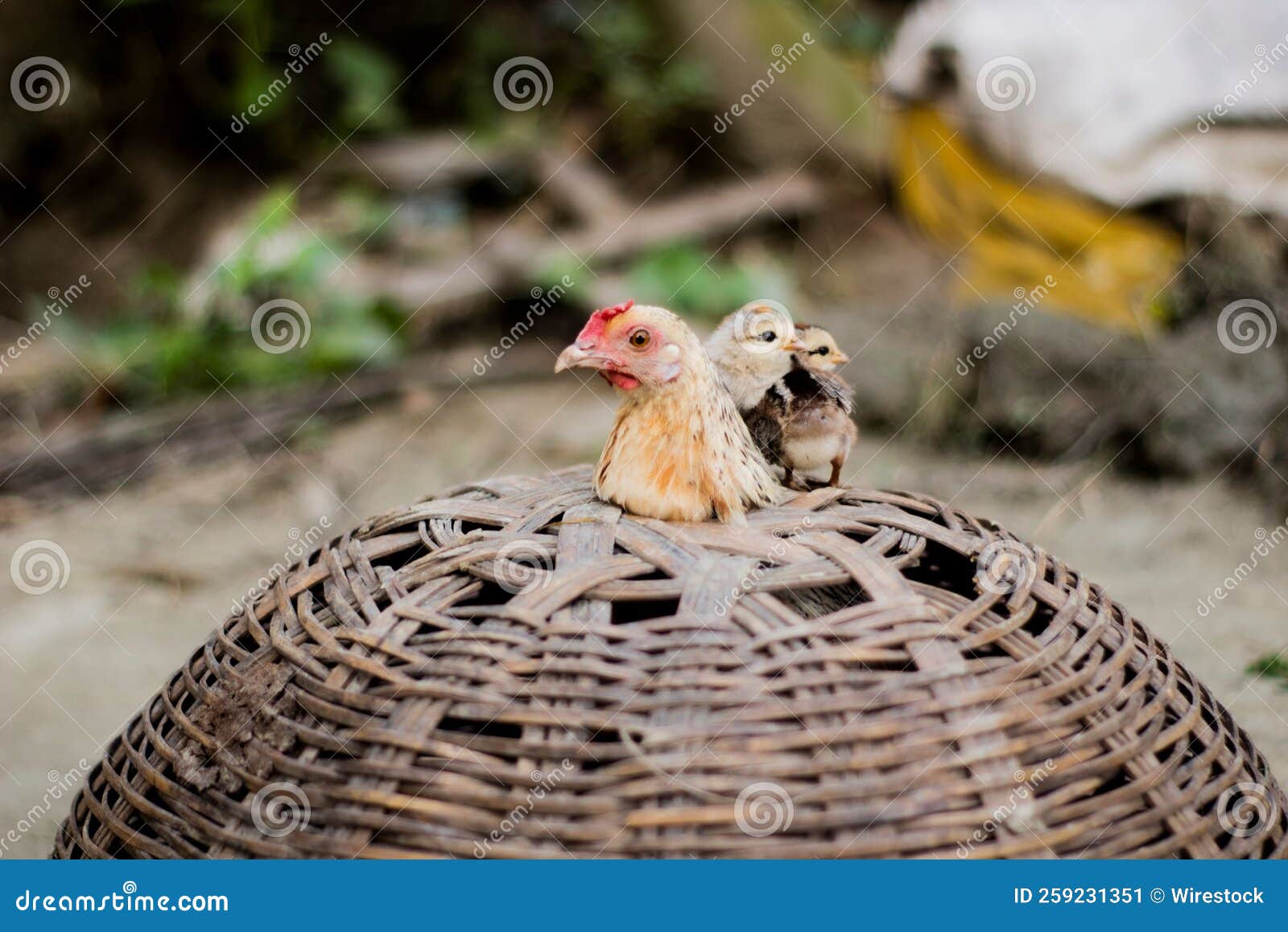 Bamboo Caged Poultry Hen with Her Chickens Stock Image - Image of ...