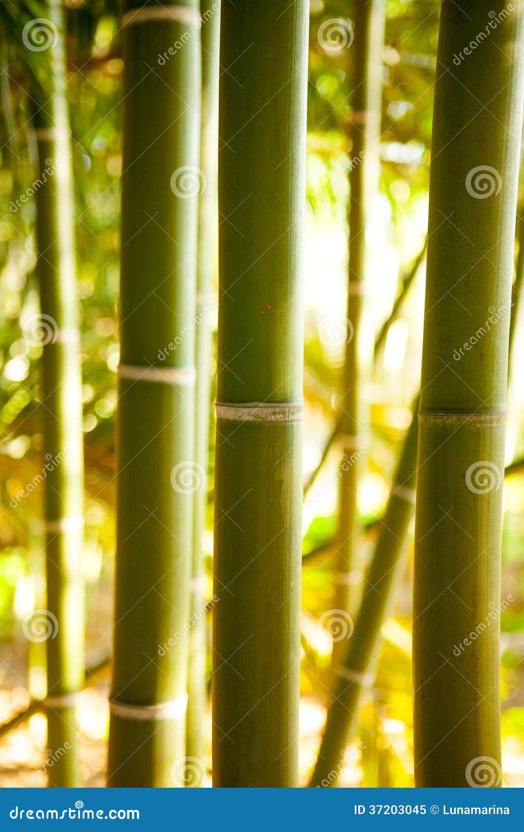 Bamboo Cane Wall Texture Royalty-Free Stock Photography | CartoonDealer ...