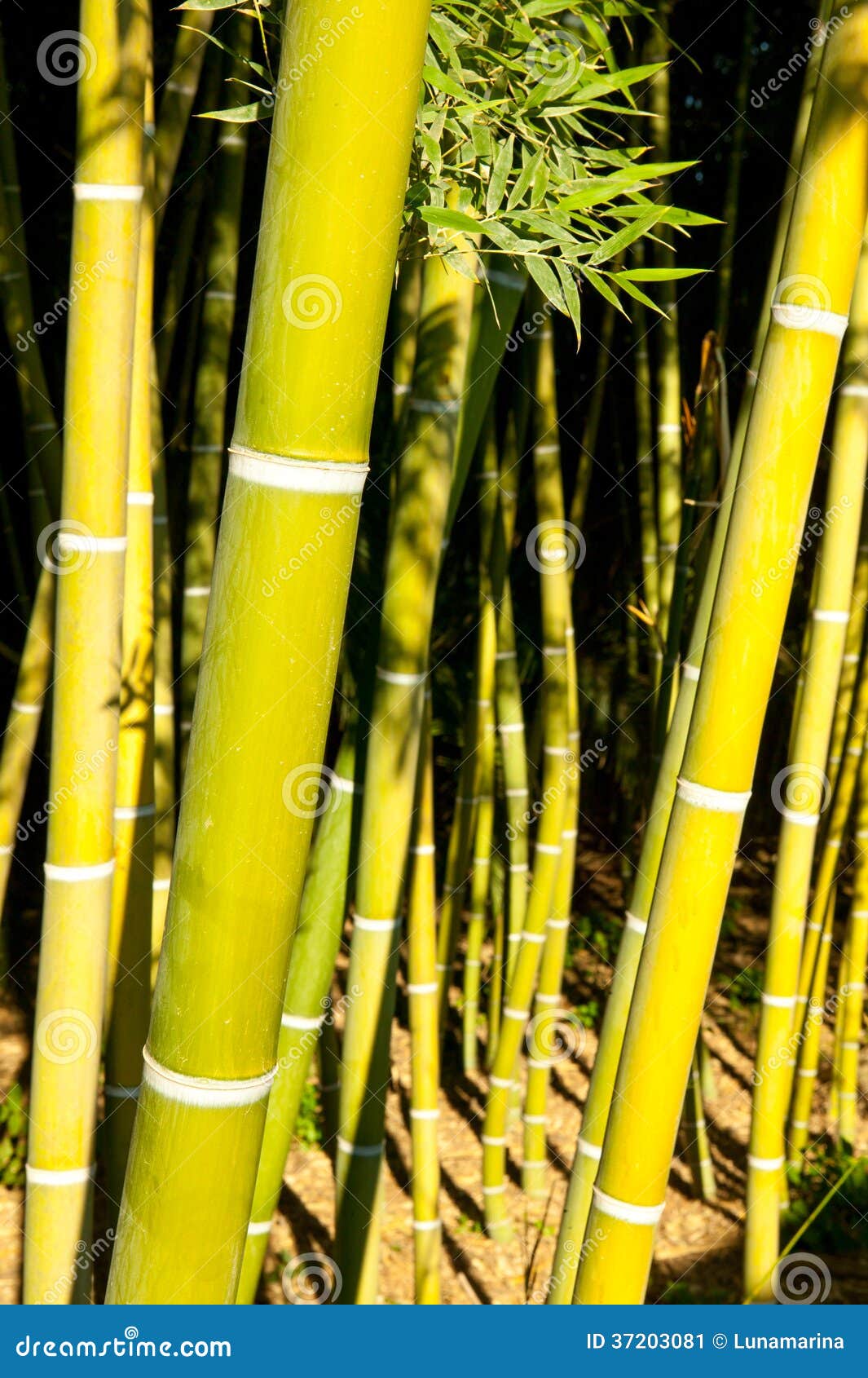 Bamboo Cane Wall Texture Royalty-Free Stock Photography | CartoonDealer ...