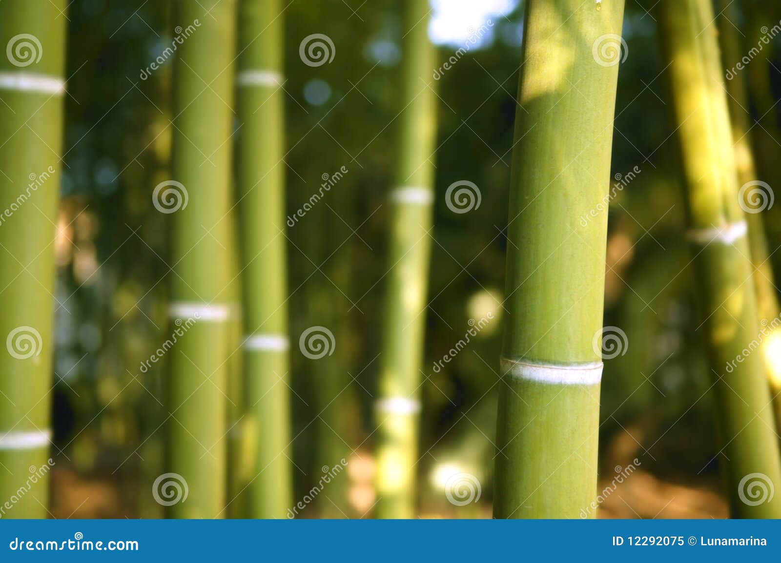 Bamboo Cane Wall Texture Royalty-Free Stock Photography | CartoonDealer ...