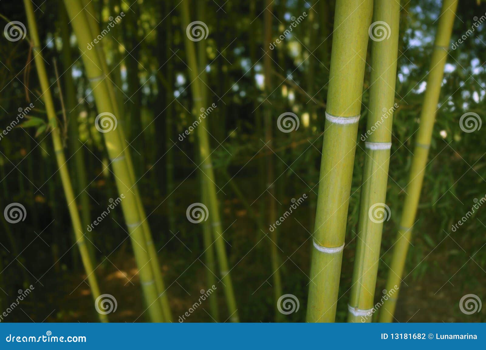 Bamboo Cane Green Plantation Stock Photo - Image of forest, leaves ...