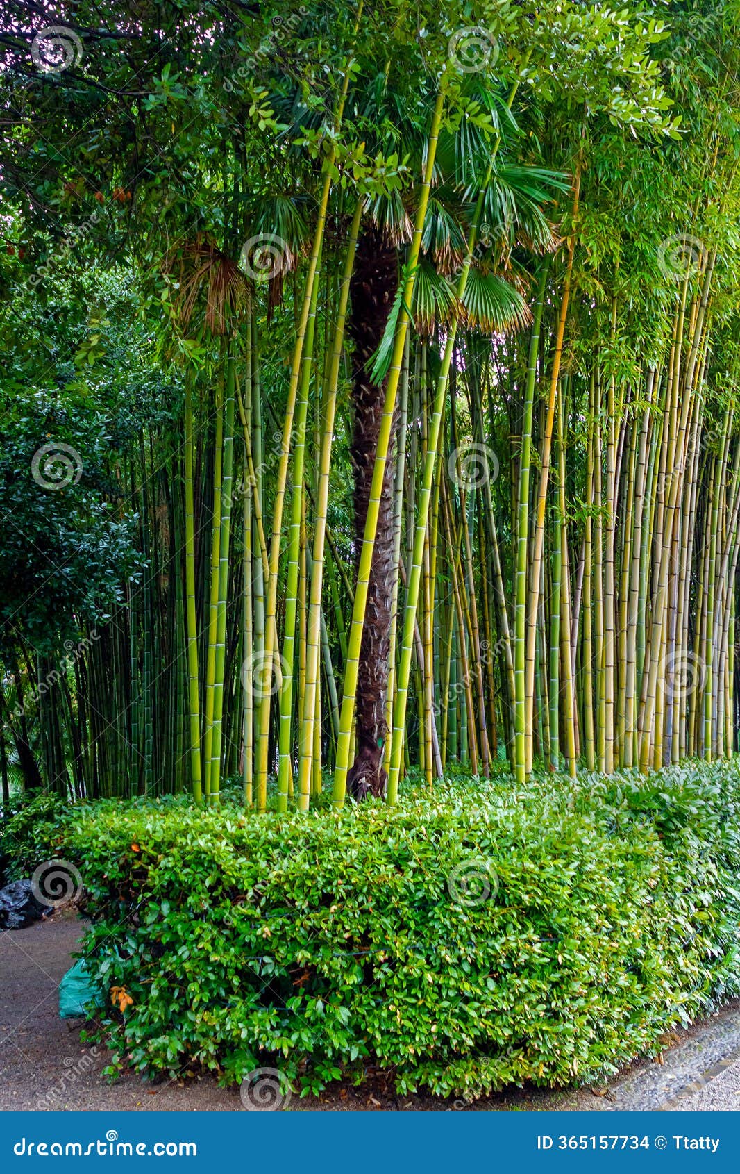 Bamboo Cane Wall Texture Royalty-Free Stock Photography | CartoonDealer ...