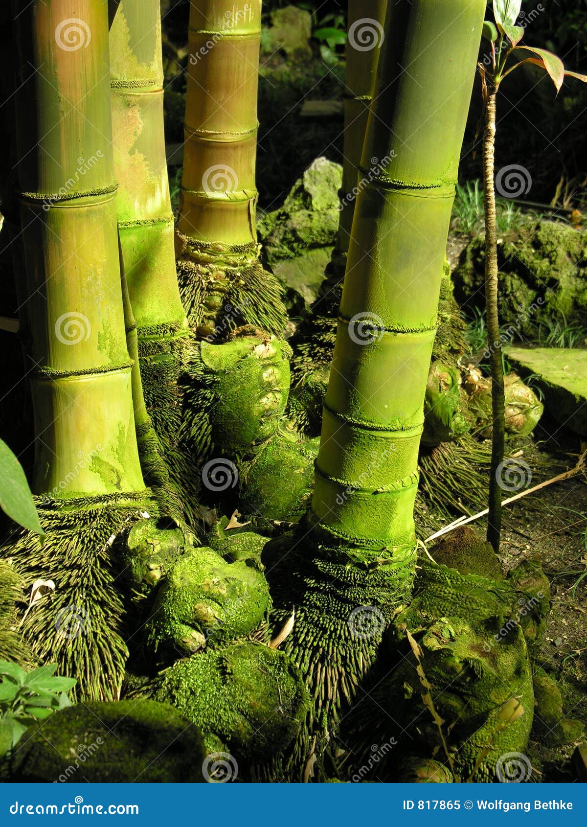 Bamboo canes stock image. Image of forestry, original, cane - 817865
