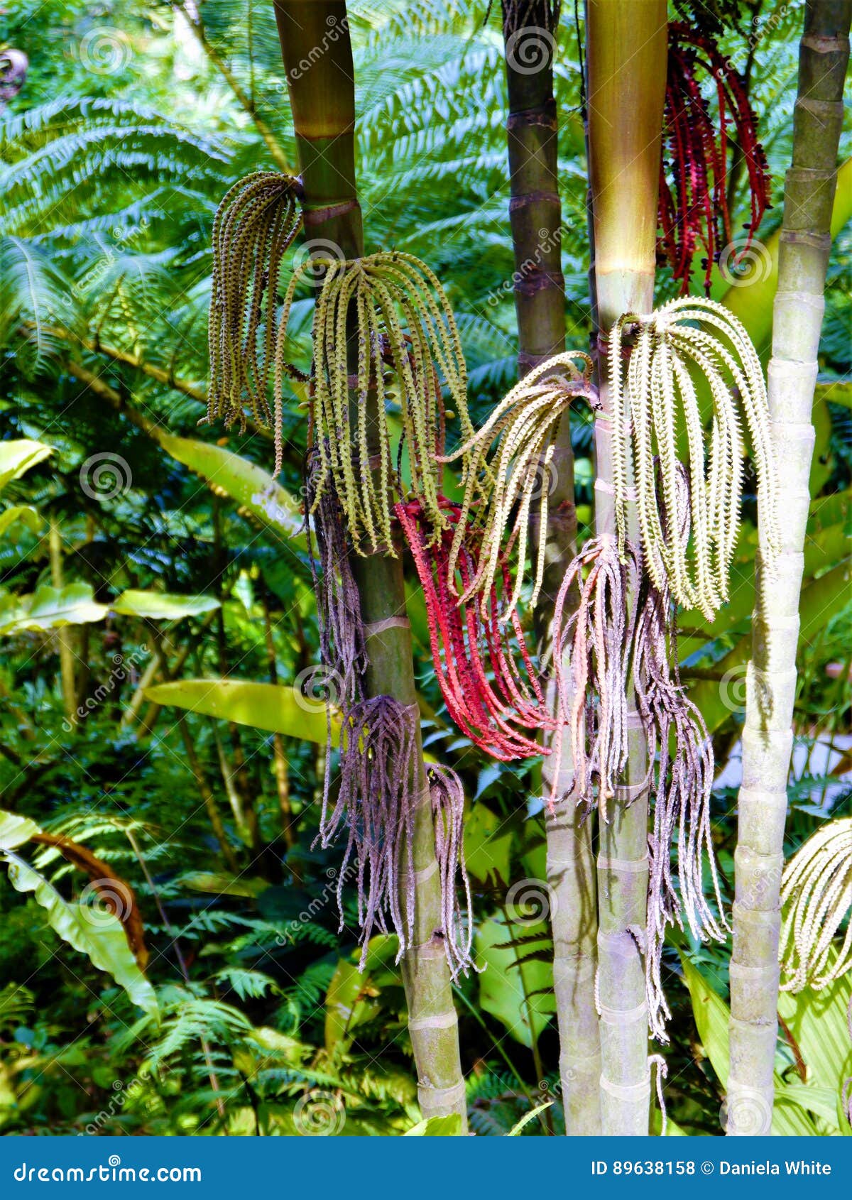 Bamboo canes stock photo. Image of colour, cane, botanical - 89638158