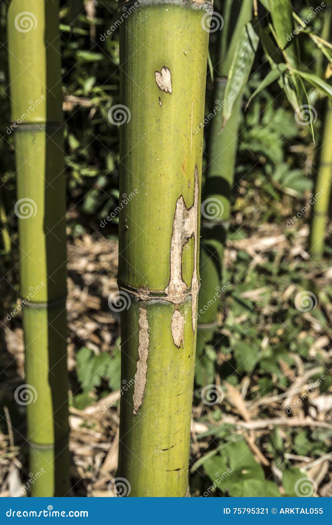 Bamboo canes macro closeup stock image. Image of hardness - 75795321