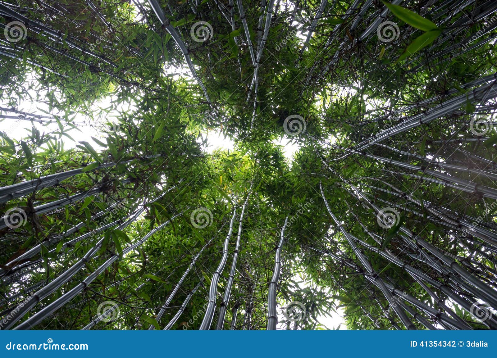 Bamboo canopy stock photo. Image of eastern, stalk, fresh - 41354342