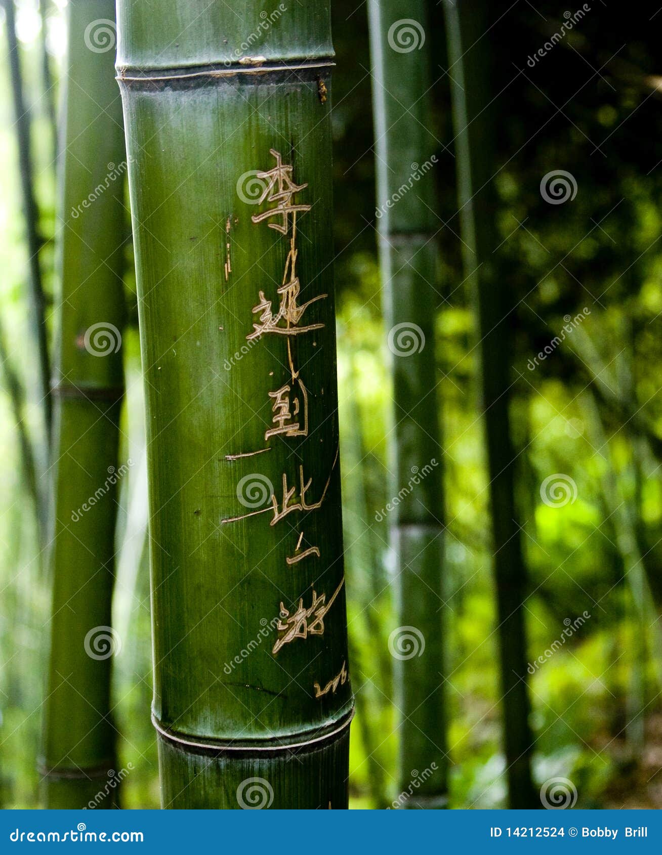 Bamboo Carvings stock photo. Image of green, late, forest - 14212524