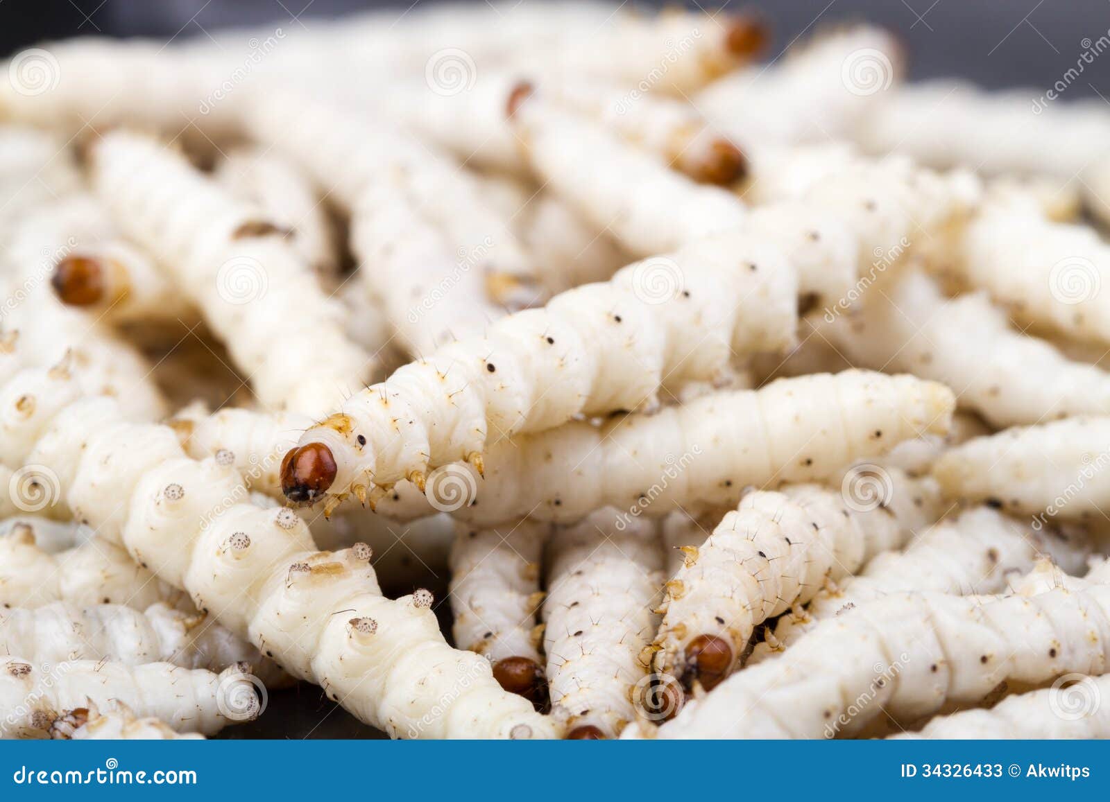 Bamboo Caterpillar - Omphisa Fuscidentalis Stock Image - Image of white ...