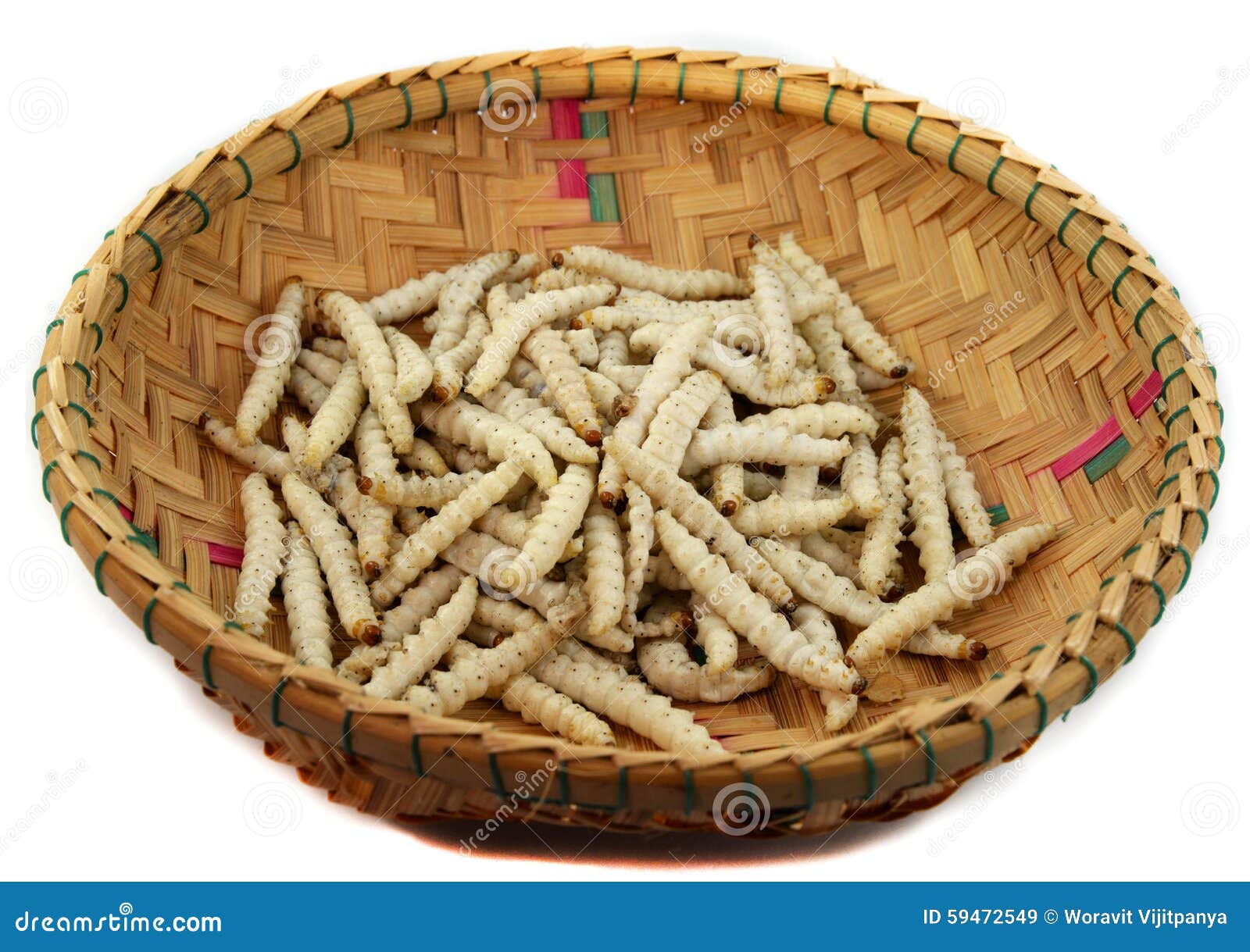 Bamboo Caterpillar - Omphisa Fuscidentalis Stock Image - Image of ...