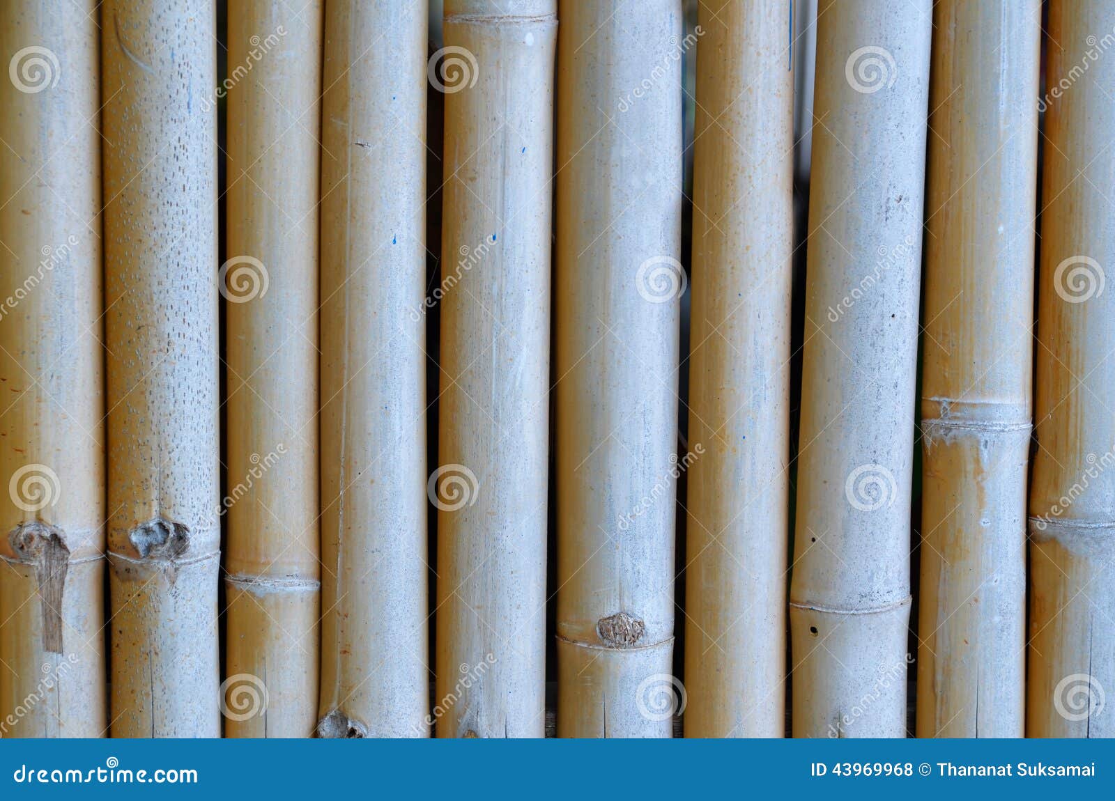 Bamboo with chain stock photo. Image of chinese, chain - 43969968