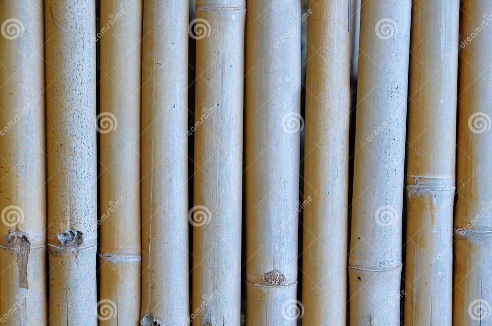 Bamboo with chain stock photo. Image of chinese, chain - 43969968