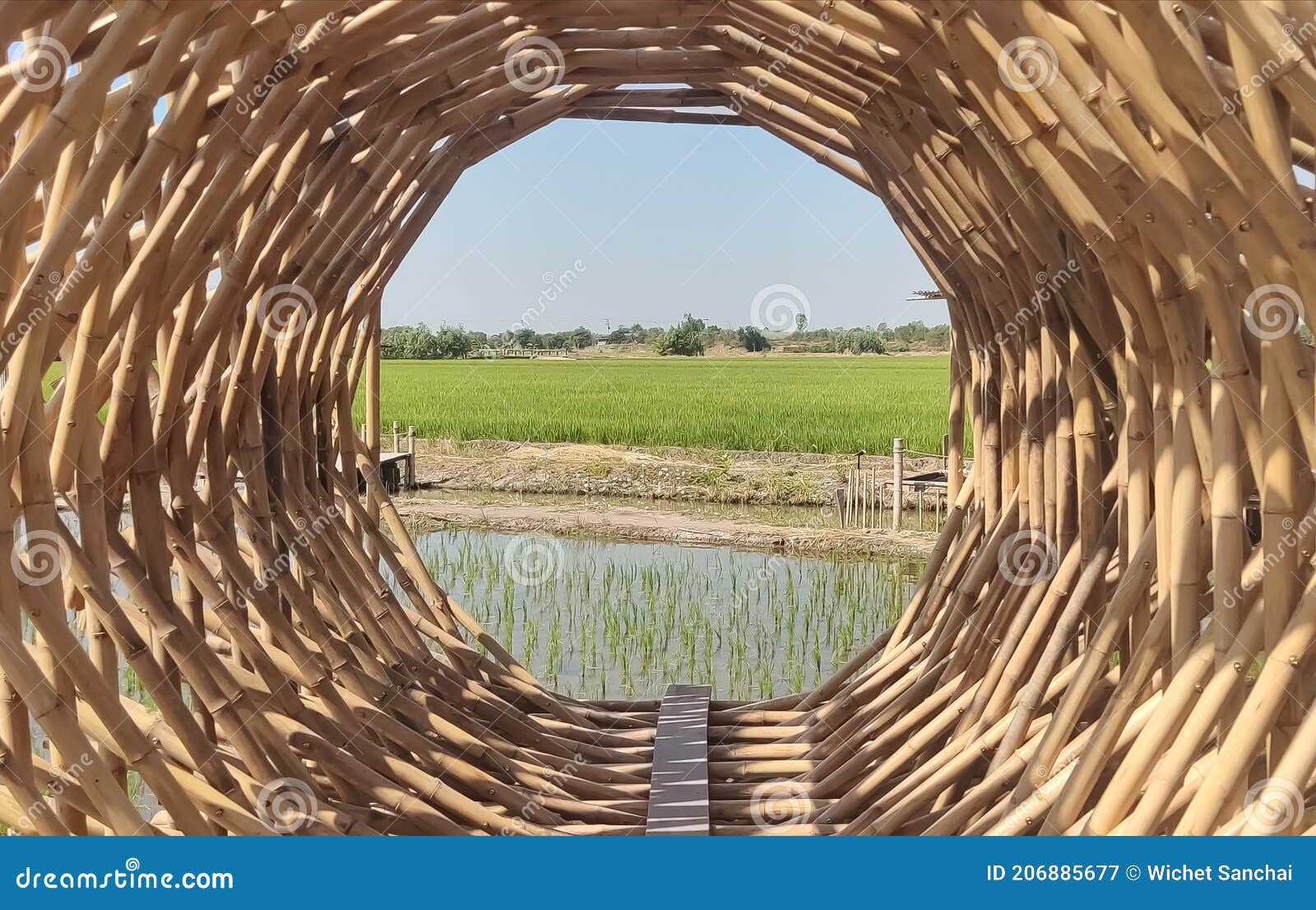 Bamboo Circle Cross Section Texture For Background Stock Photography ...