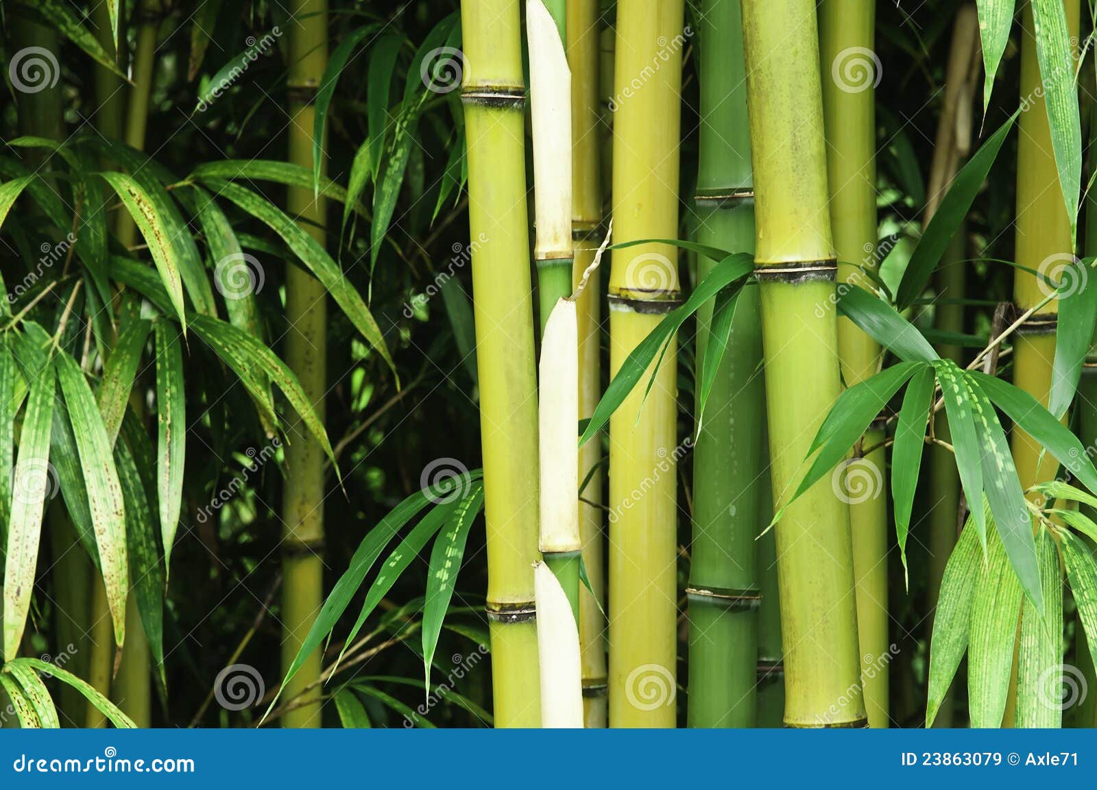 Bamboo close up stock image. Image of leaf, shiny, growth - 23863079