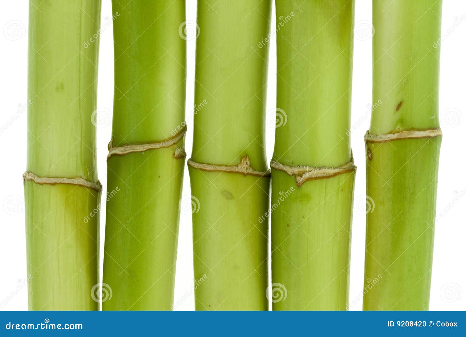 Bamboo Close-up stock photo. Image of decoration, japanese - 9208420