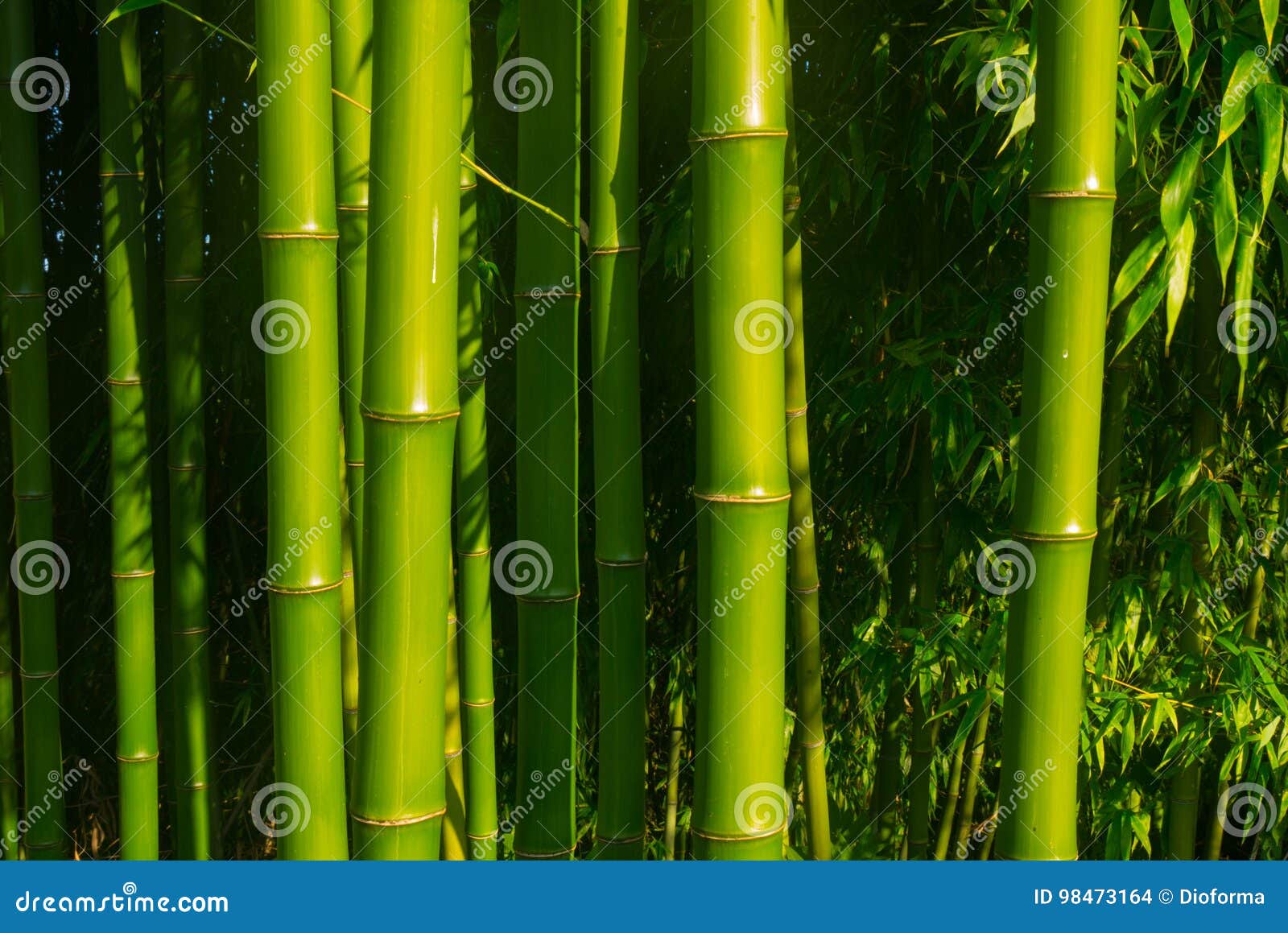 Bamboo closeup stock photo. Image of bamboogrove, environment - 98473164